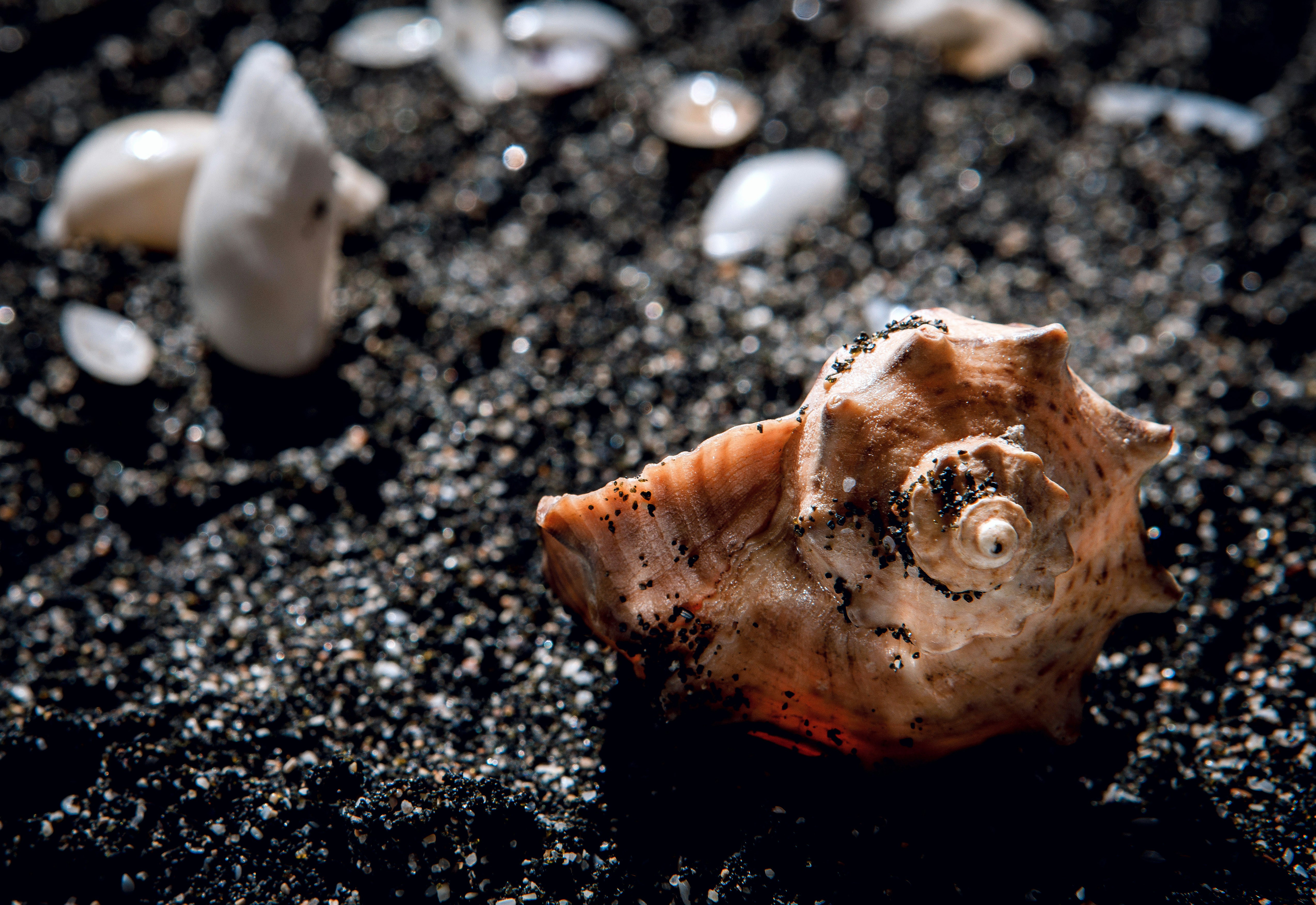 Whispers of the Shore: A Shell's Journey