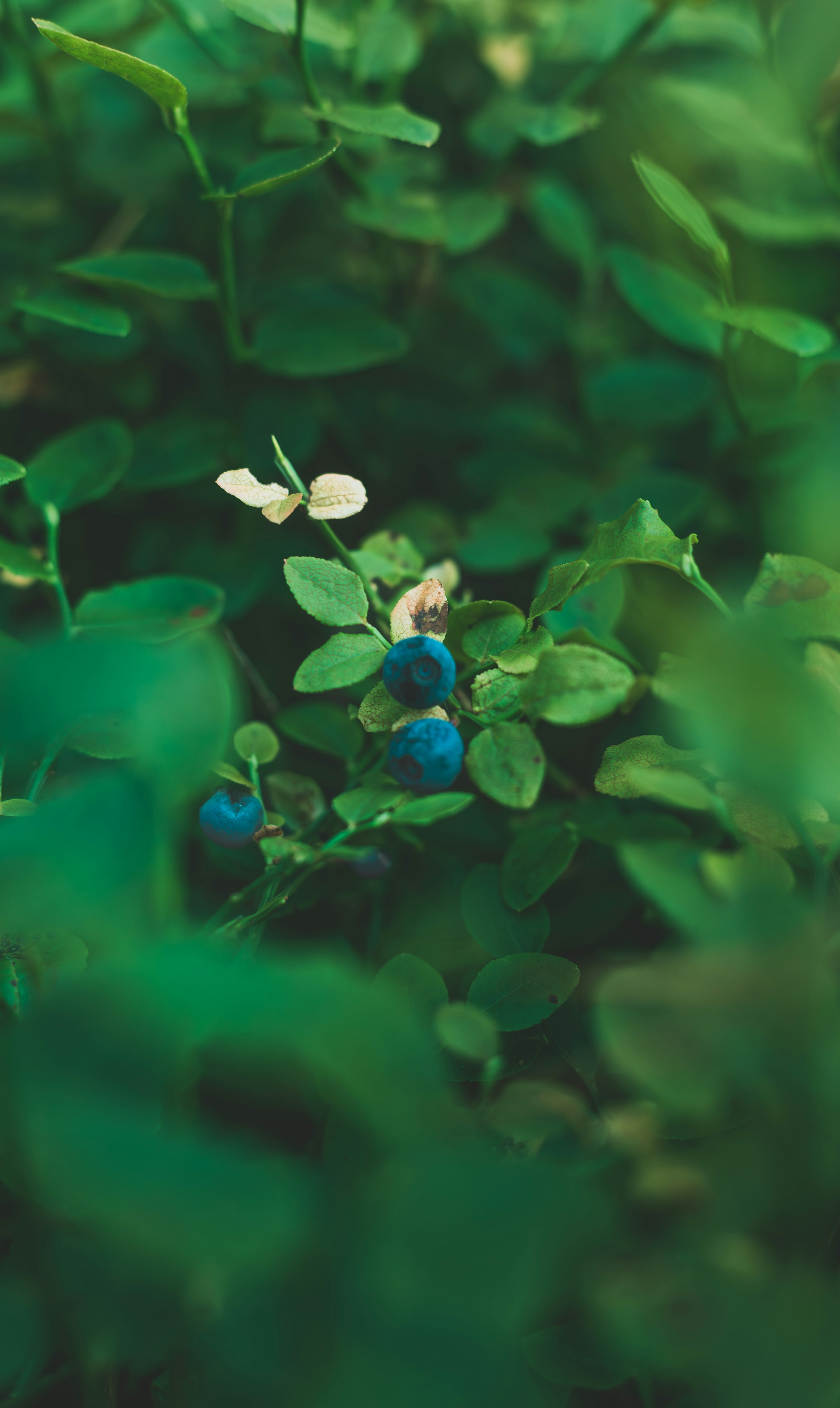 Blueberries grow amid lush green foliage.