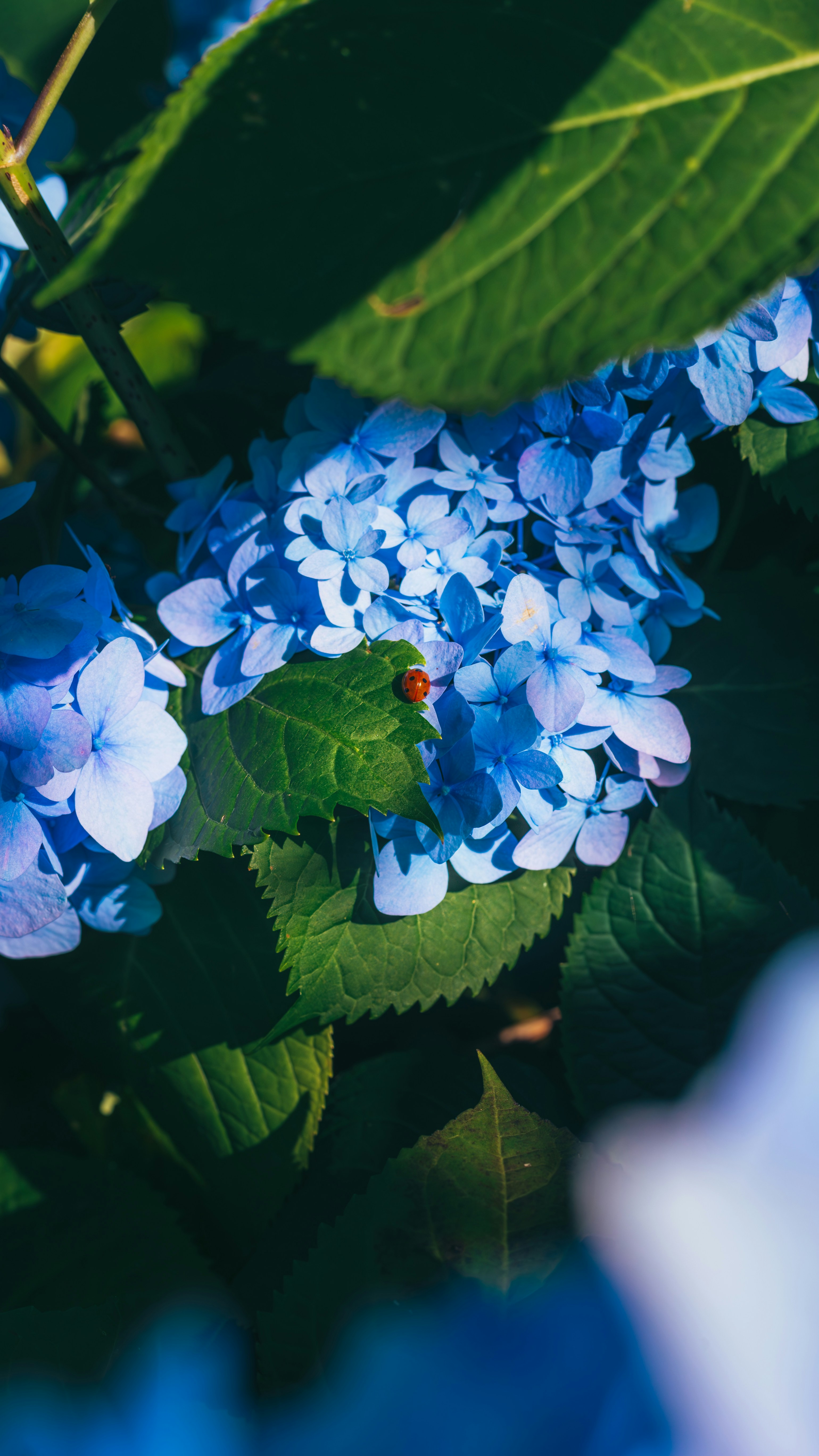 Nature's Tiny Guardian Among Blossoms
