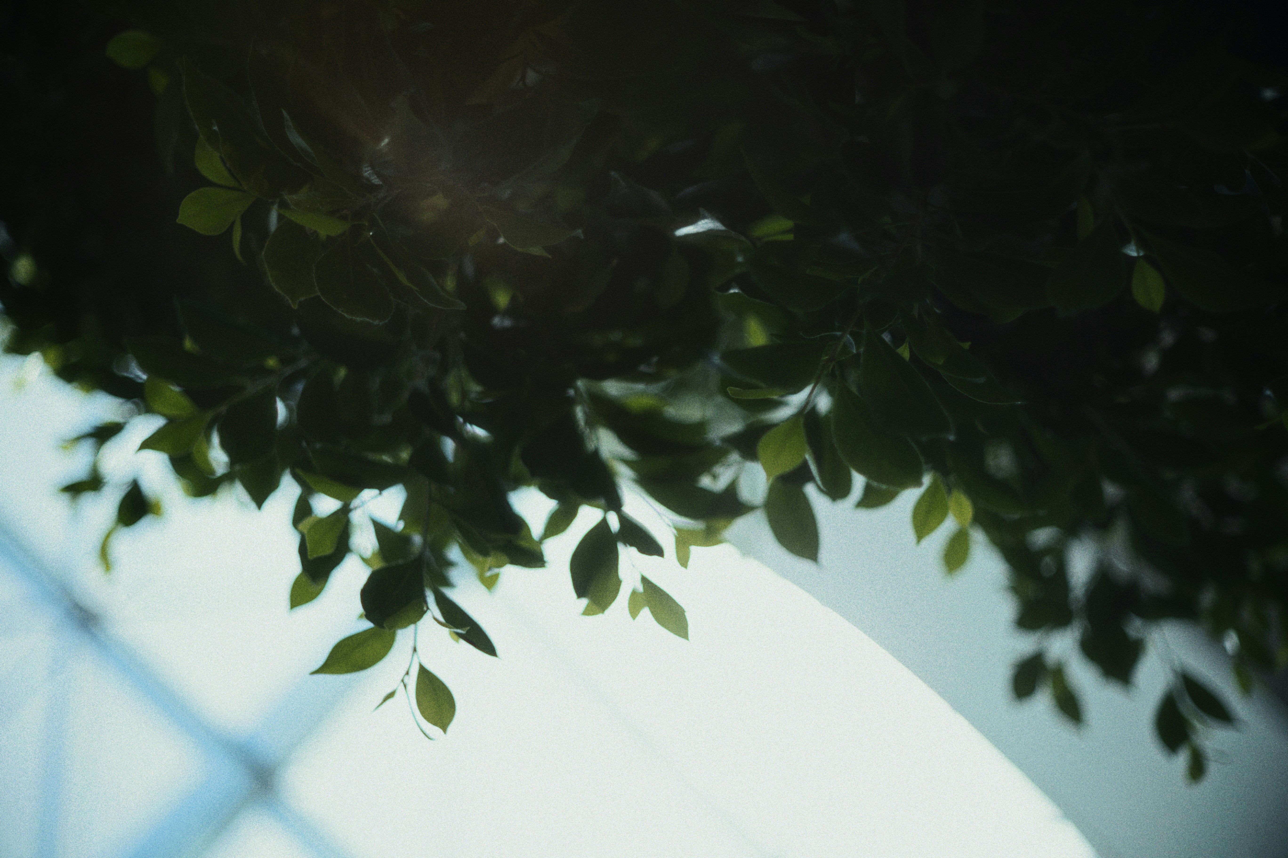 Lush green leaves filtering light from above, creating a serene atmosphere in an indoor space.