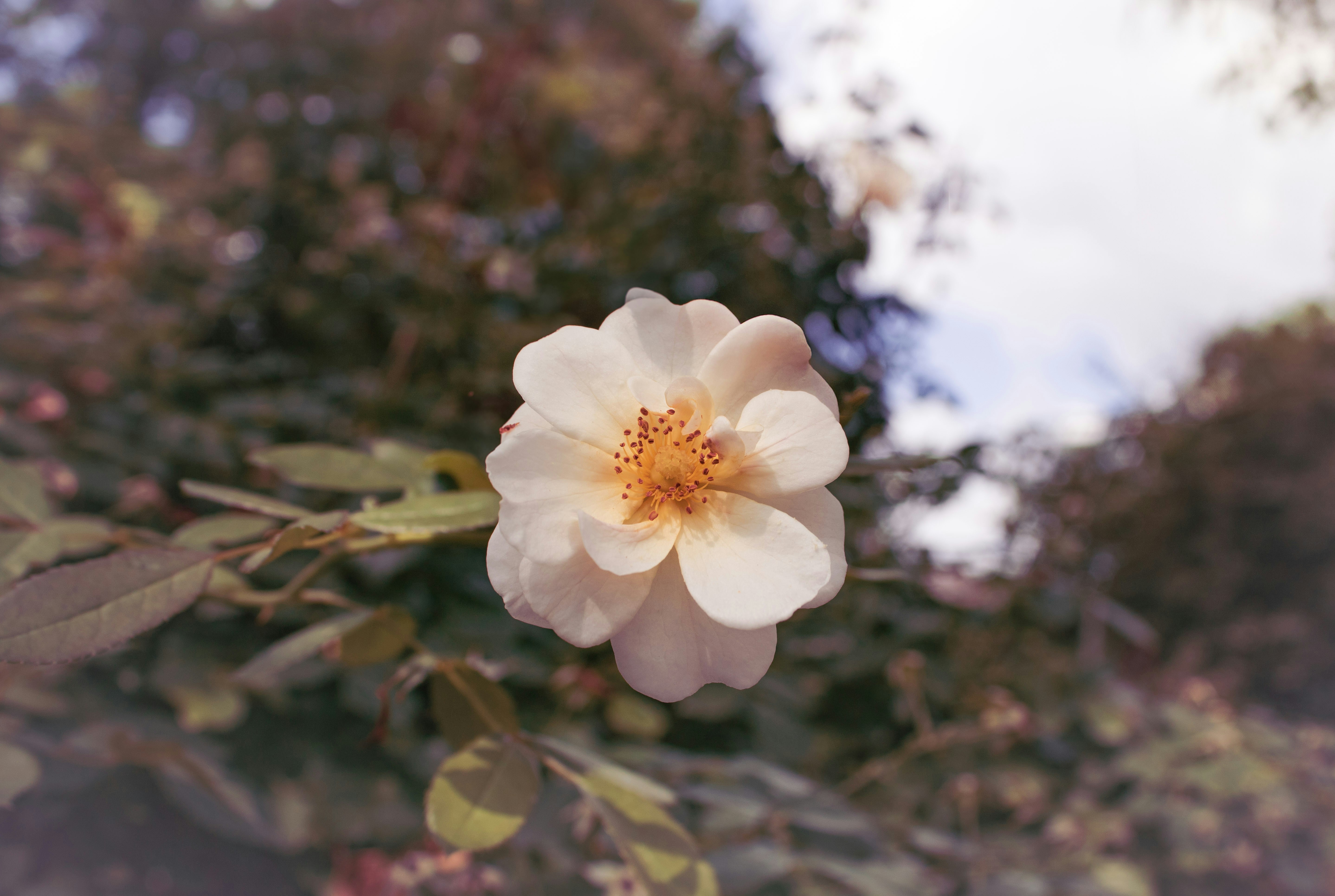 Whispers of Nature's Elegance