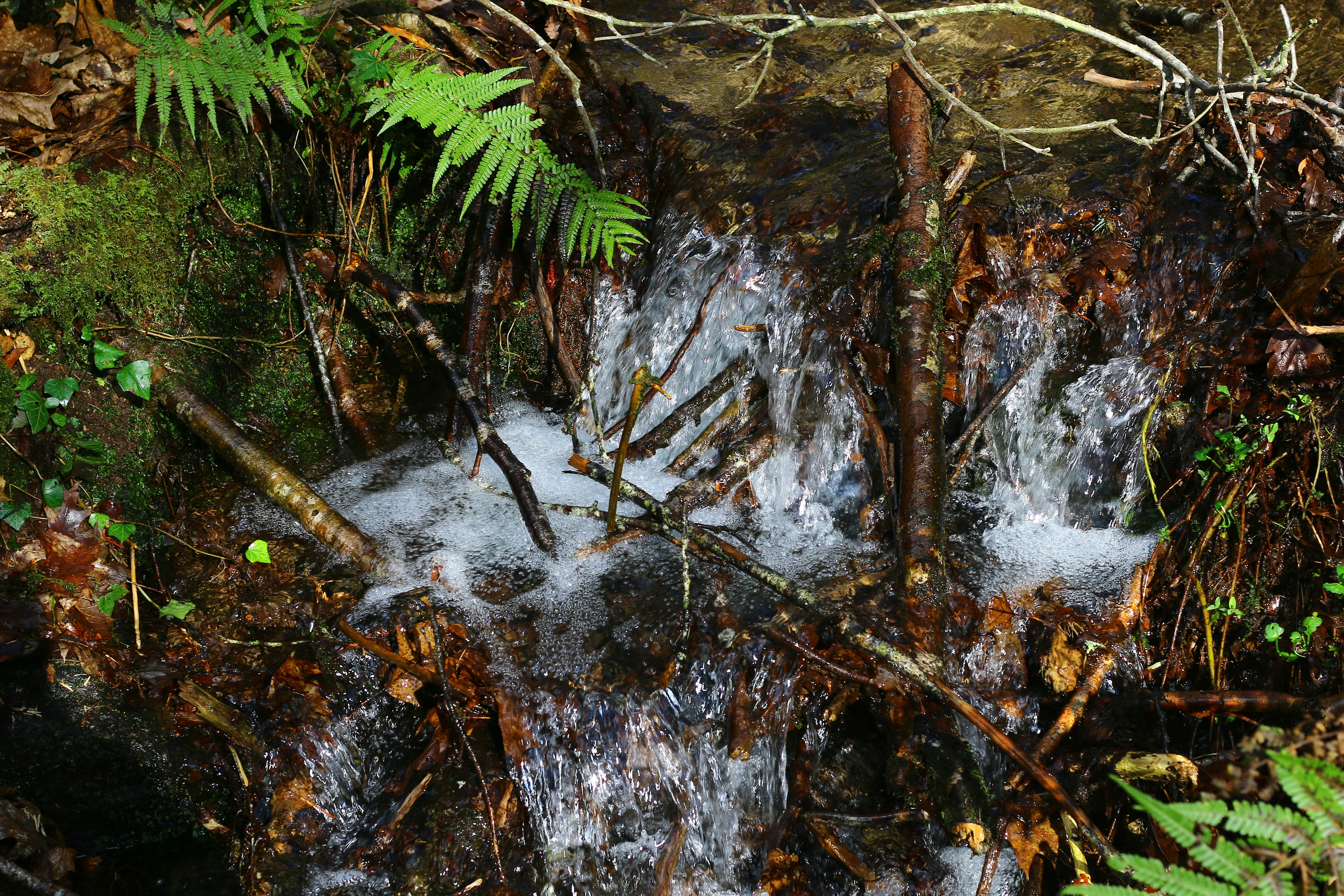 A small stream flows through a forest.