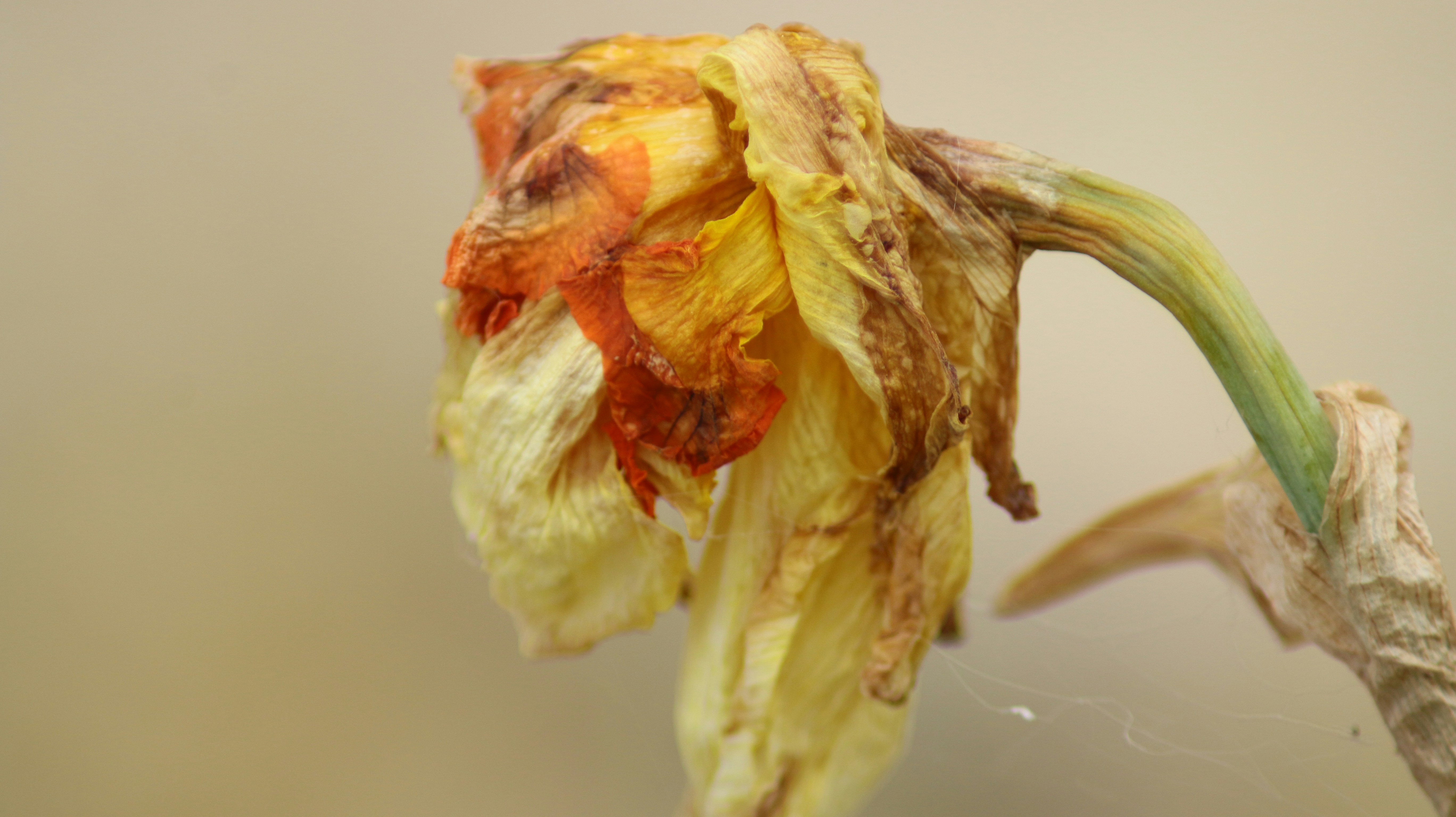 Whispers of Time: The Elegance of Decay
