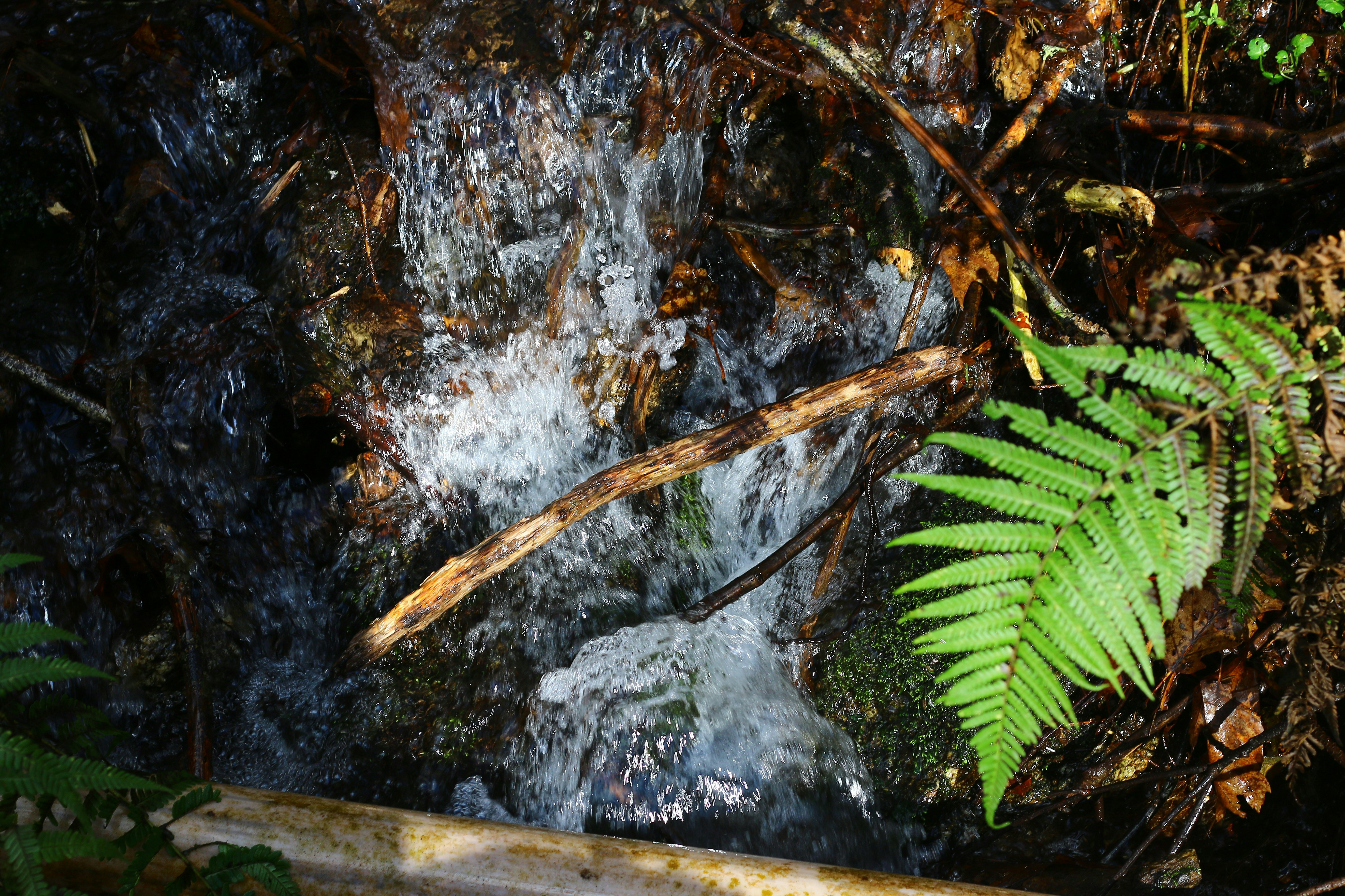 Nature's Whispering Stream