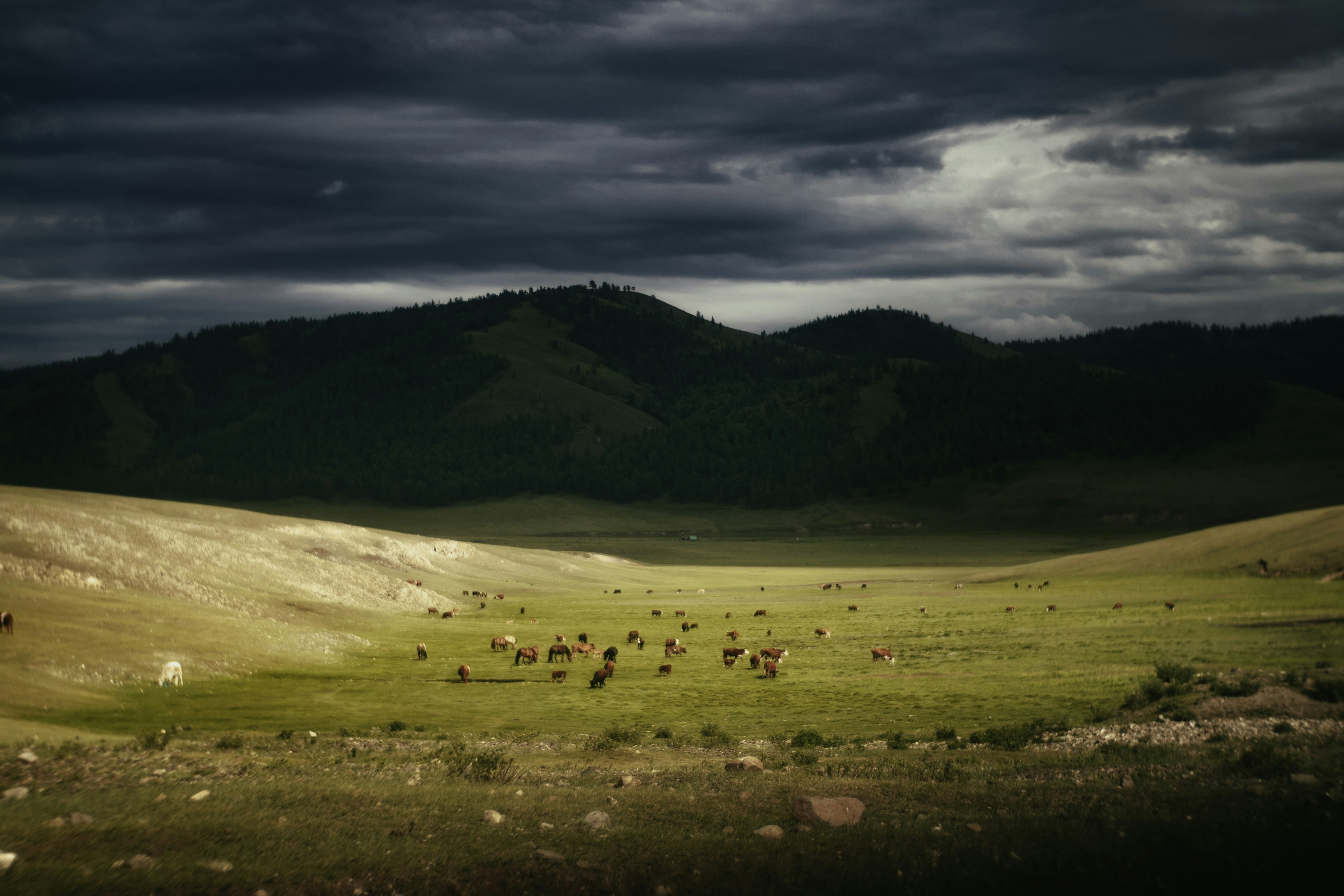 Cattle graze in a vibrant green meadow.