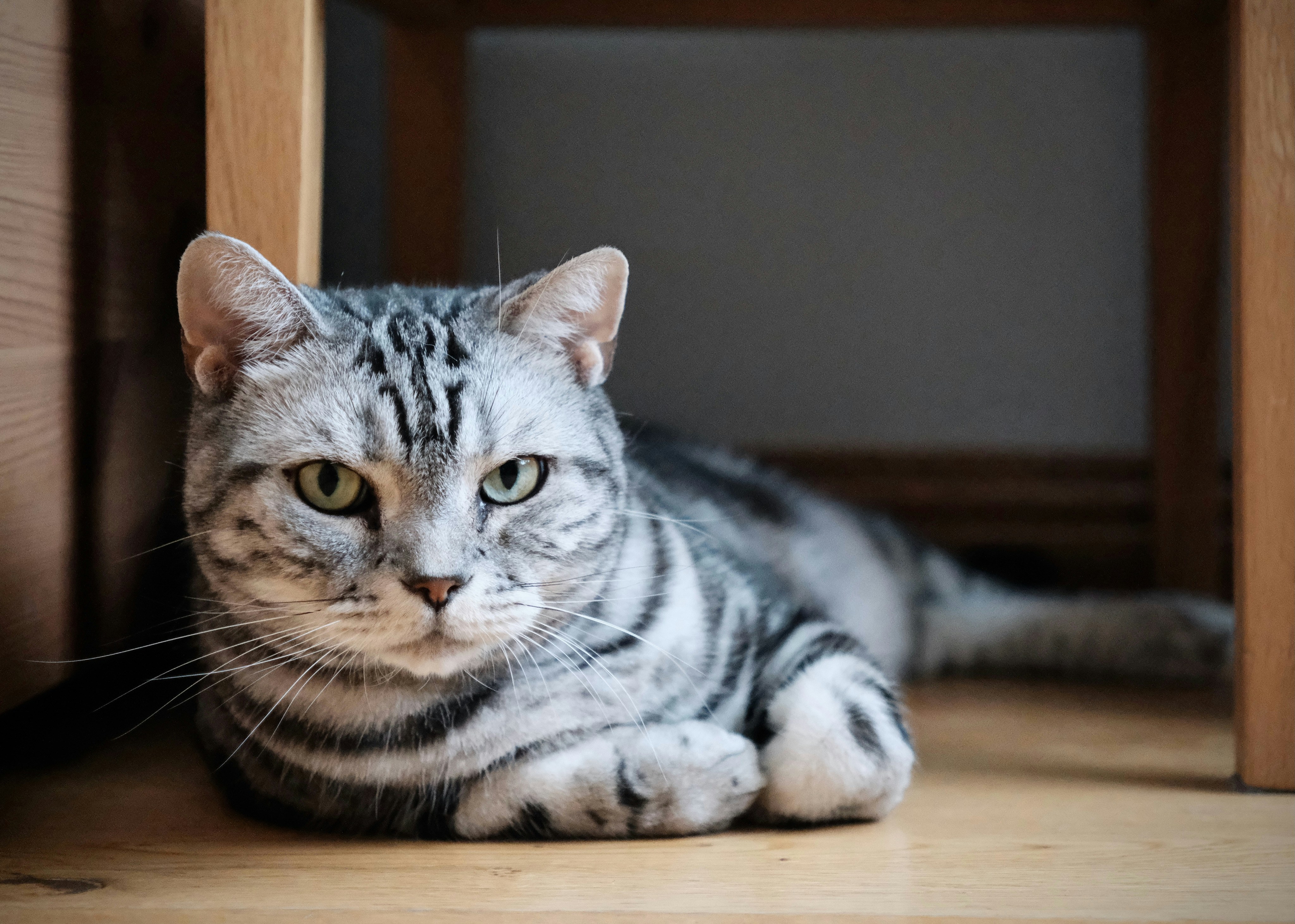 A beautiful silver cat is lying down.