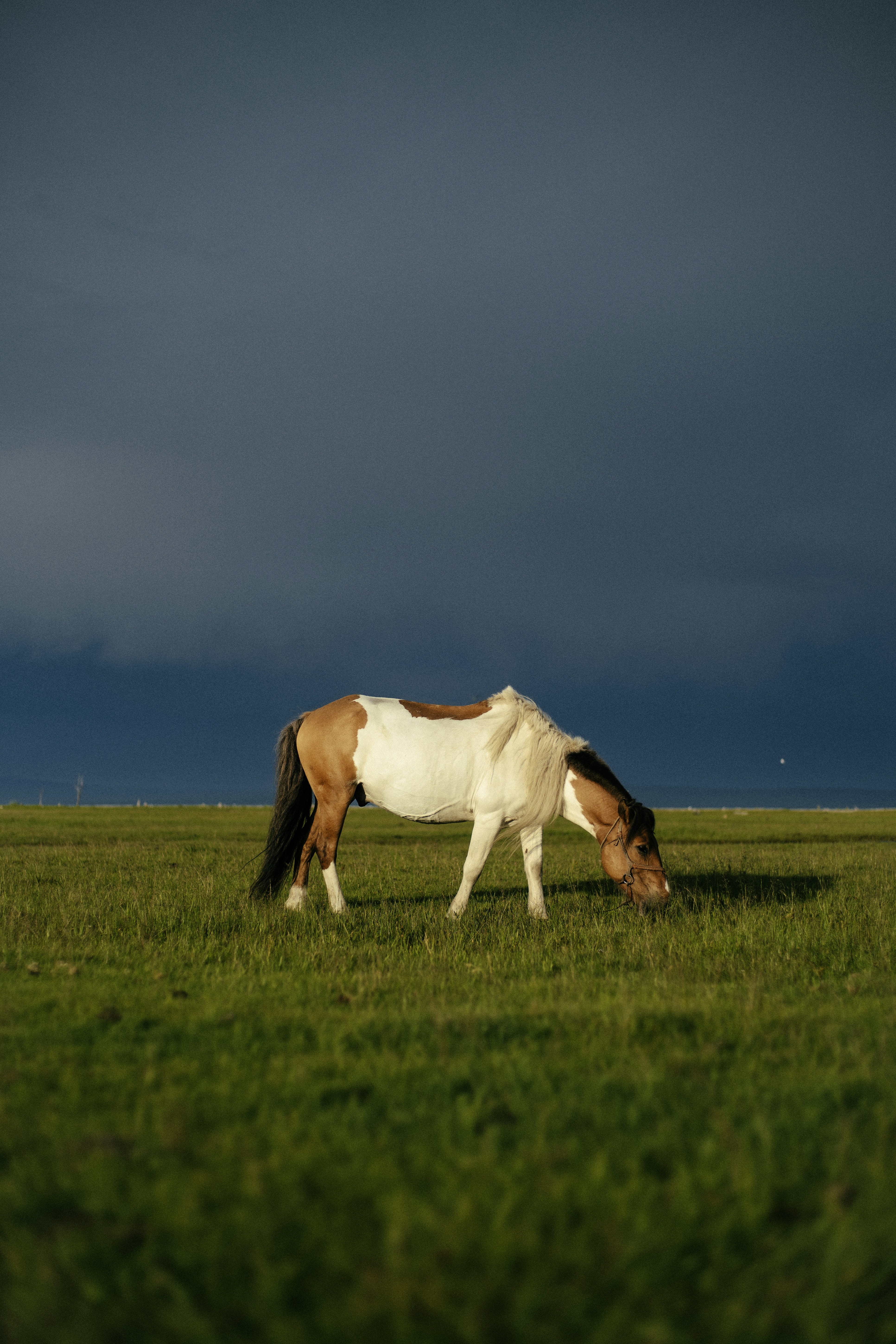 A horse grazes peacefully under a dark sky.