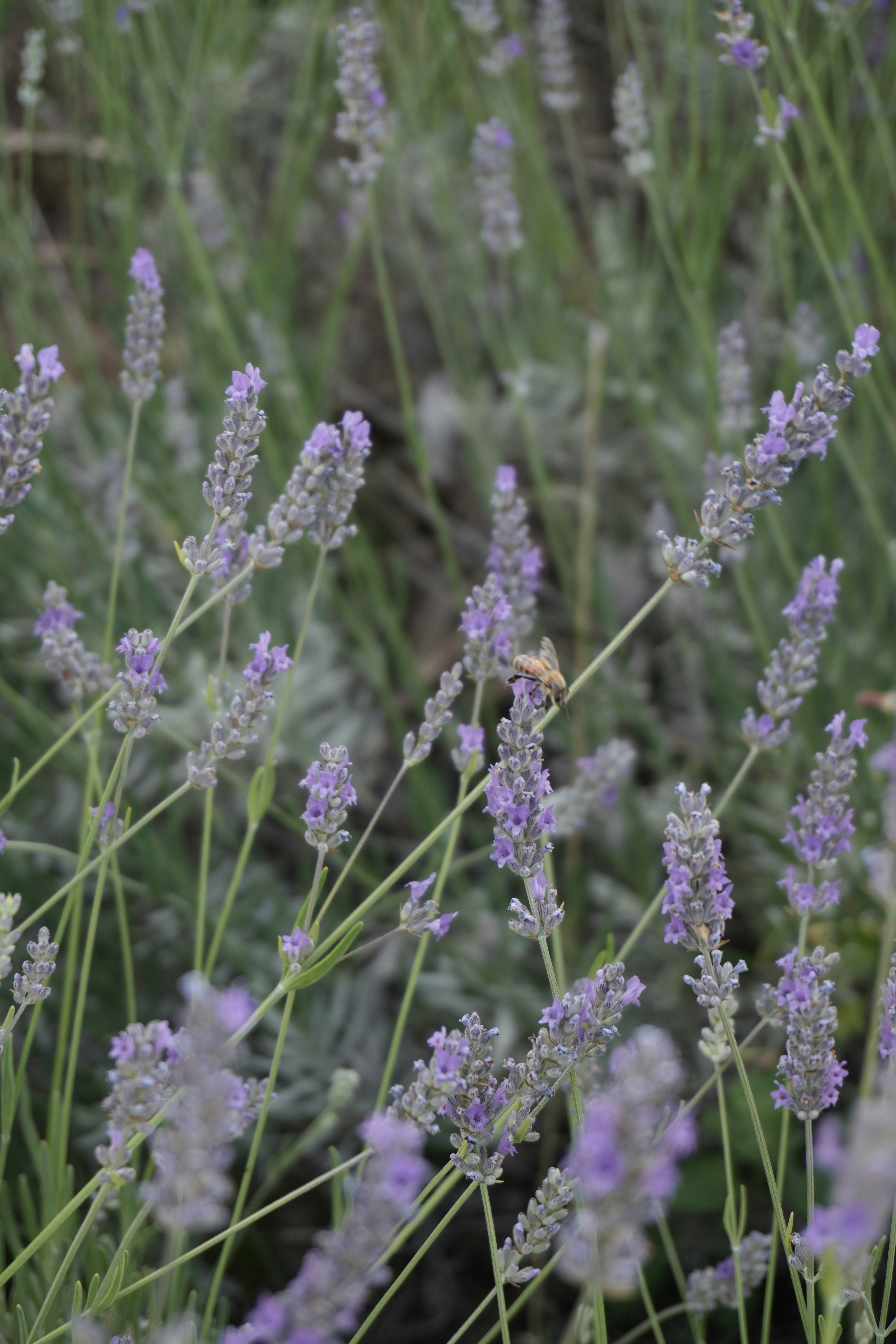 Whispers of Lavender: A Close Encounter