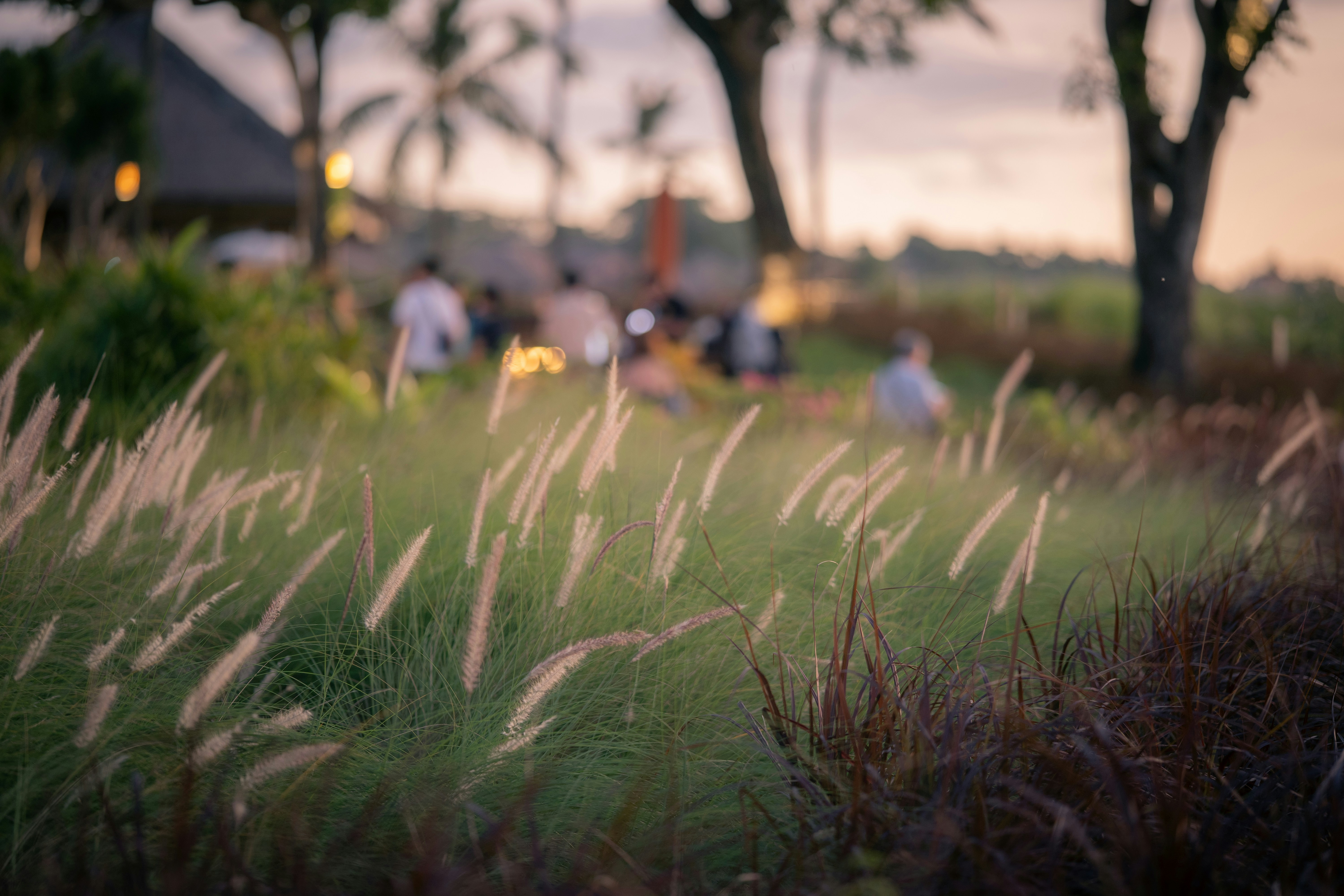 Whispers of the Evening Breeze
