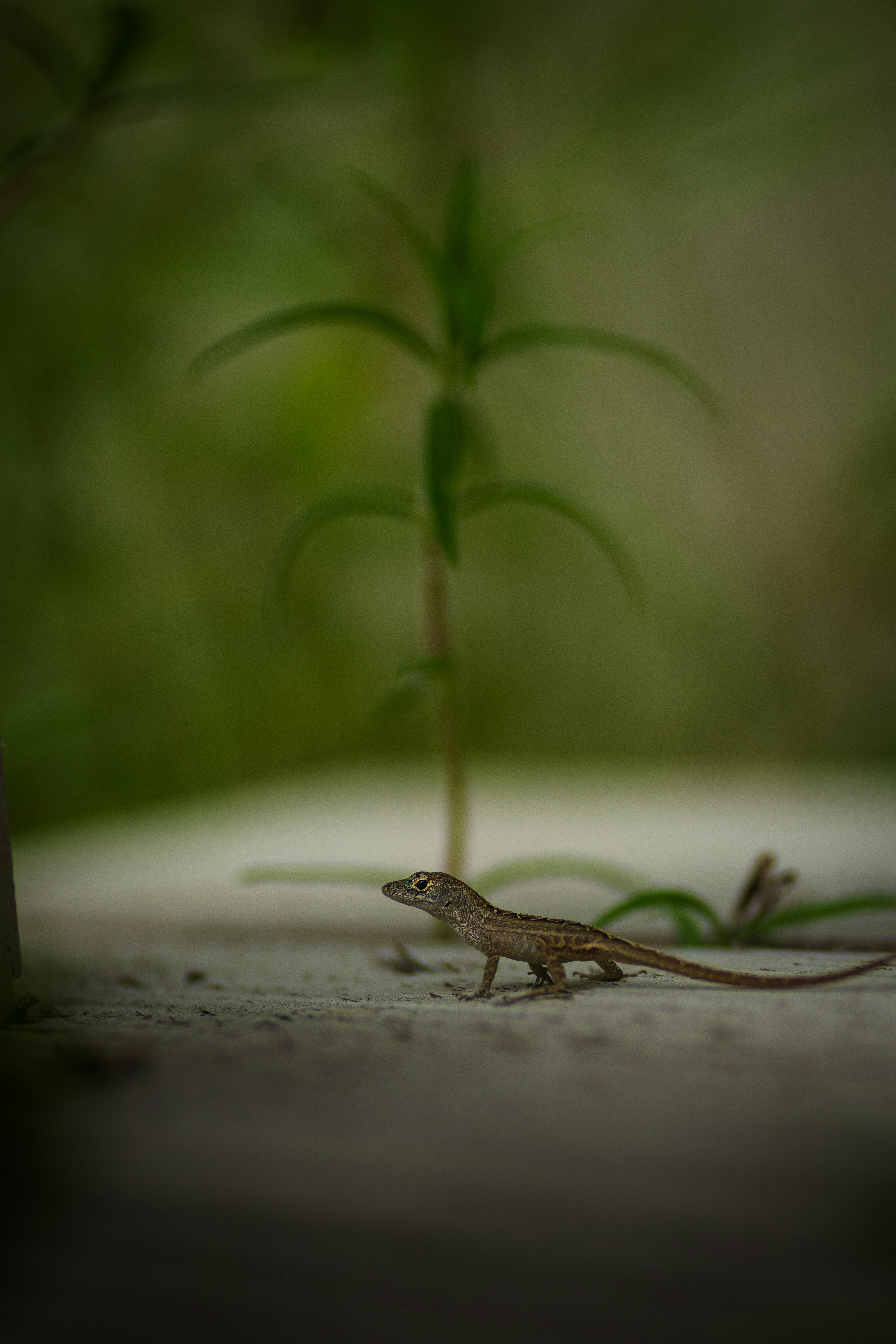 Silent Observer in the Green Realm