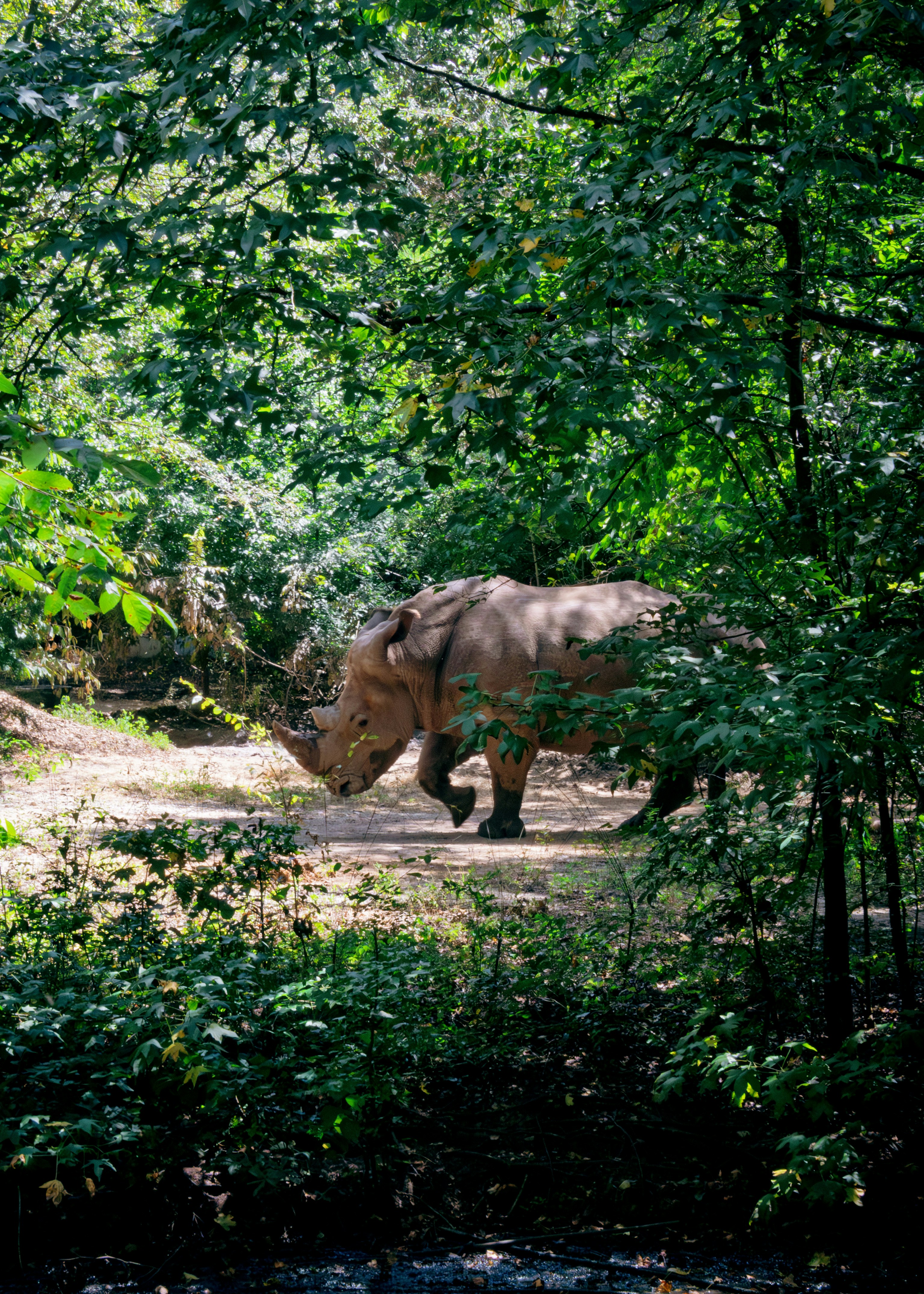 The Silent Guardian of the Forest