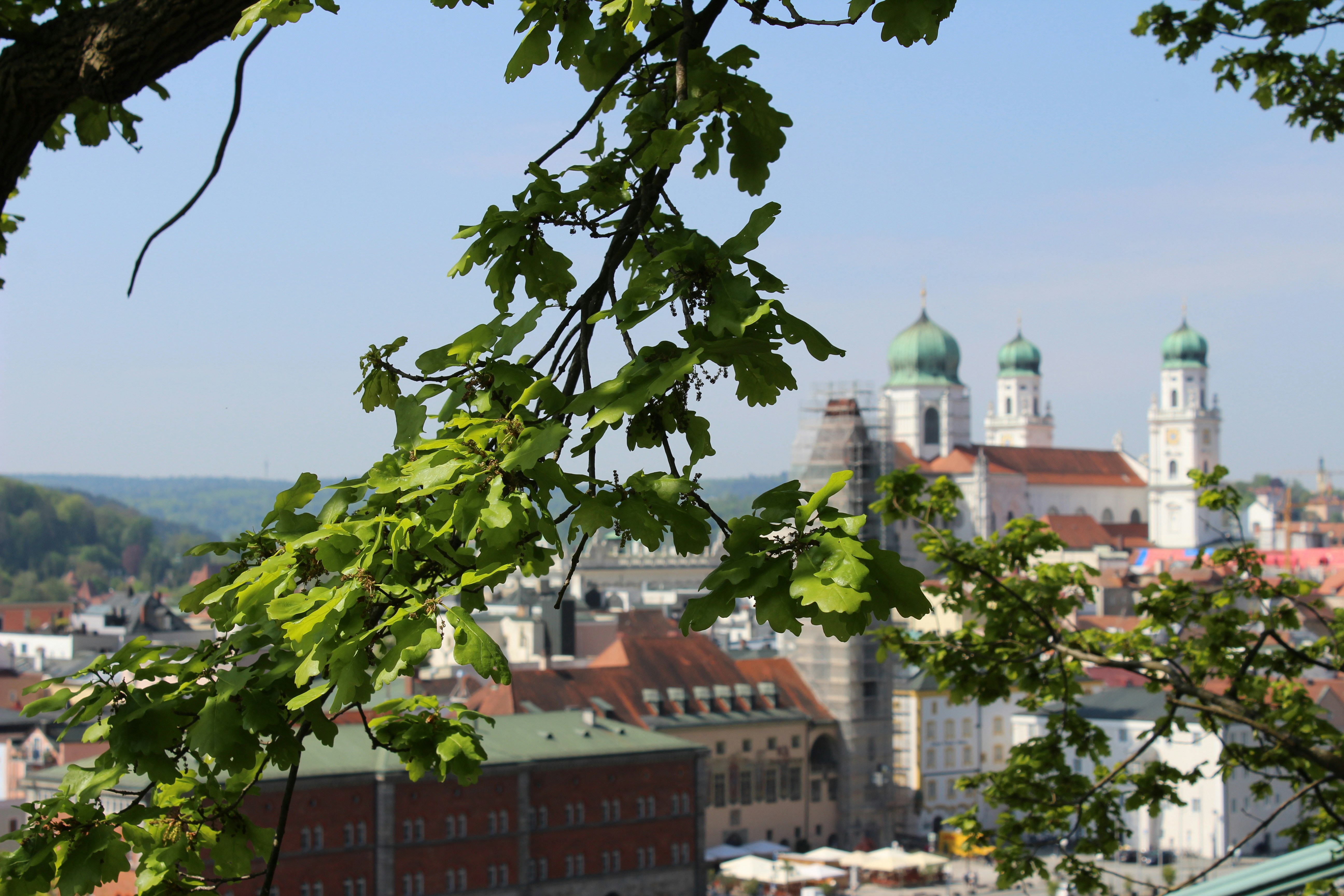 Lush green leaves frame a scenic view of an old city with distinctive domed buildings in the background. The vibrant colors highlight the harmony between nature and architecture.