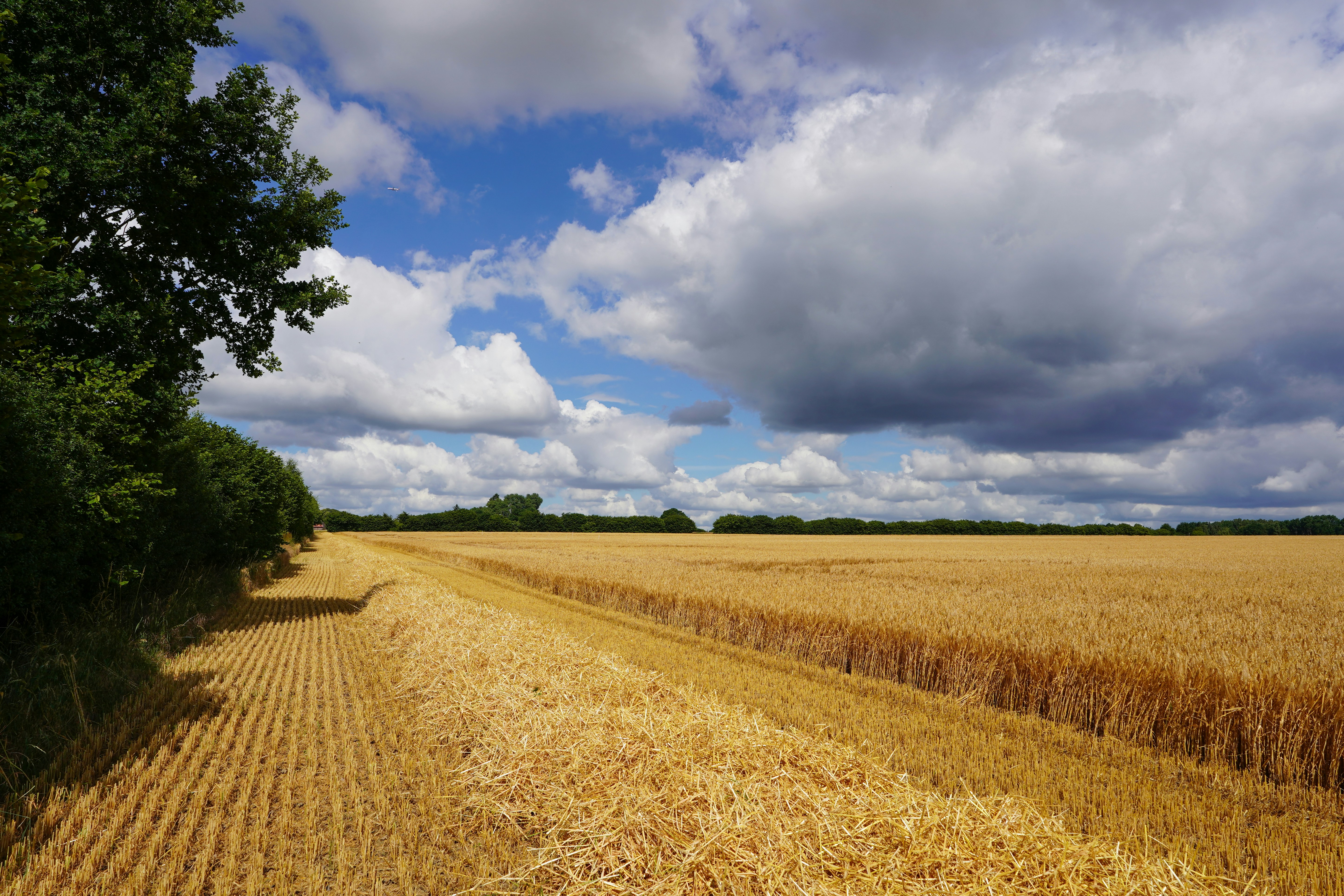 A wide view of golden harvested fields under a dramatic sky filled with clouds, bordered by a line of trees.
