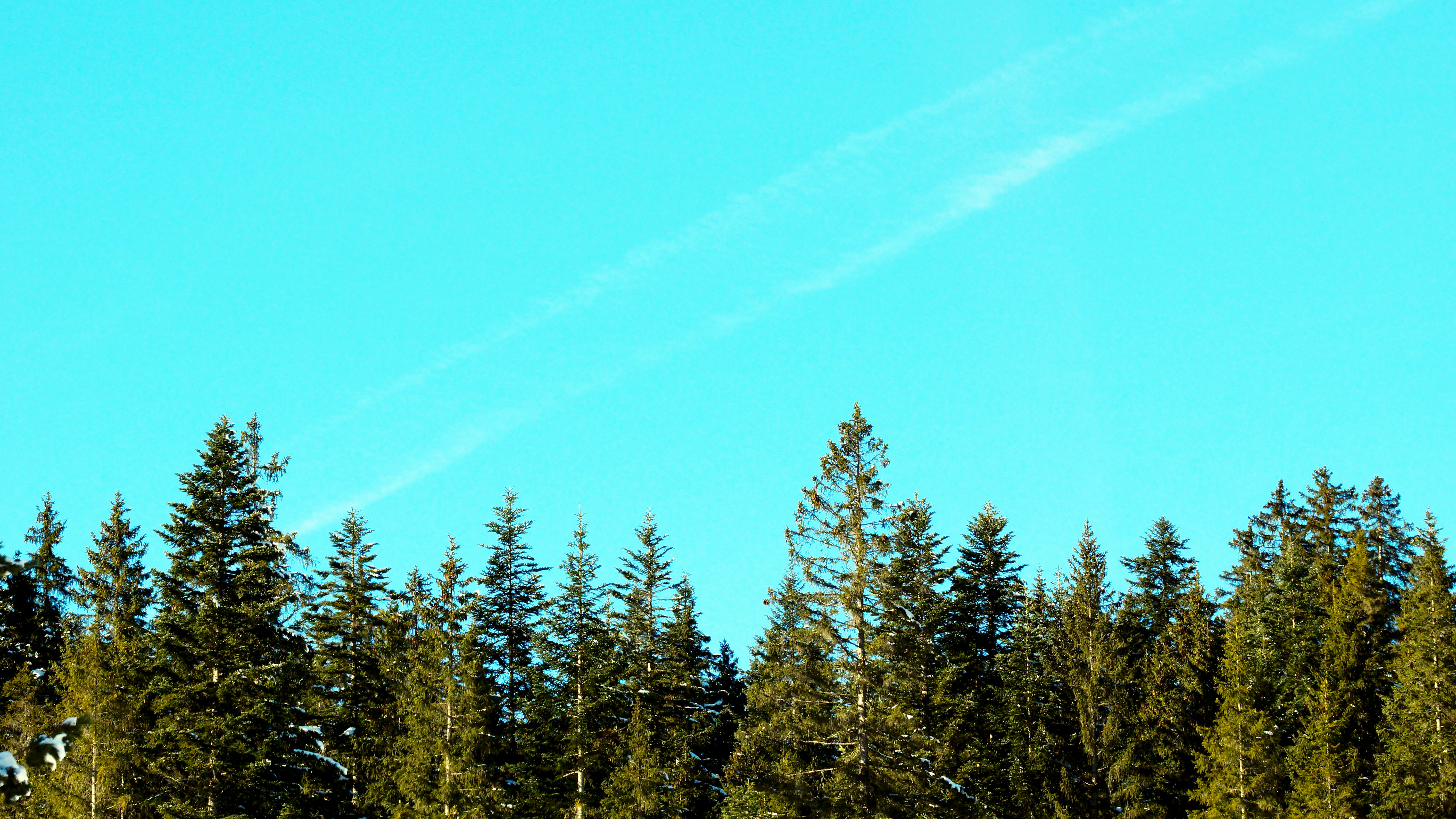 Bäume ragen hoch in den Himmel und in strahlend blauem Himmel. Foto ...