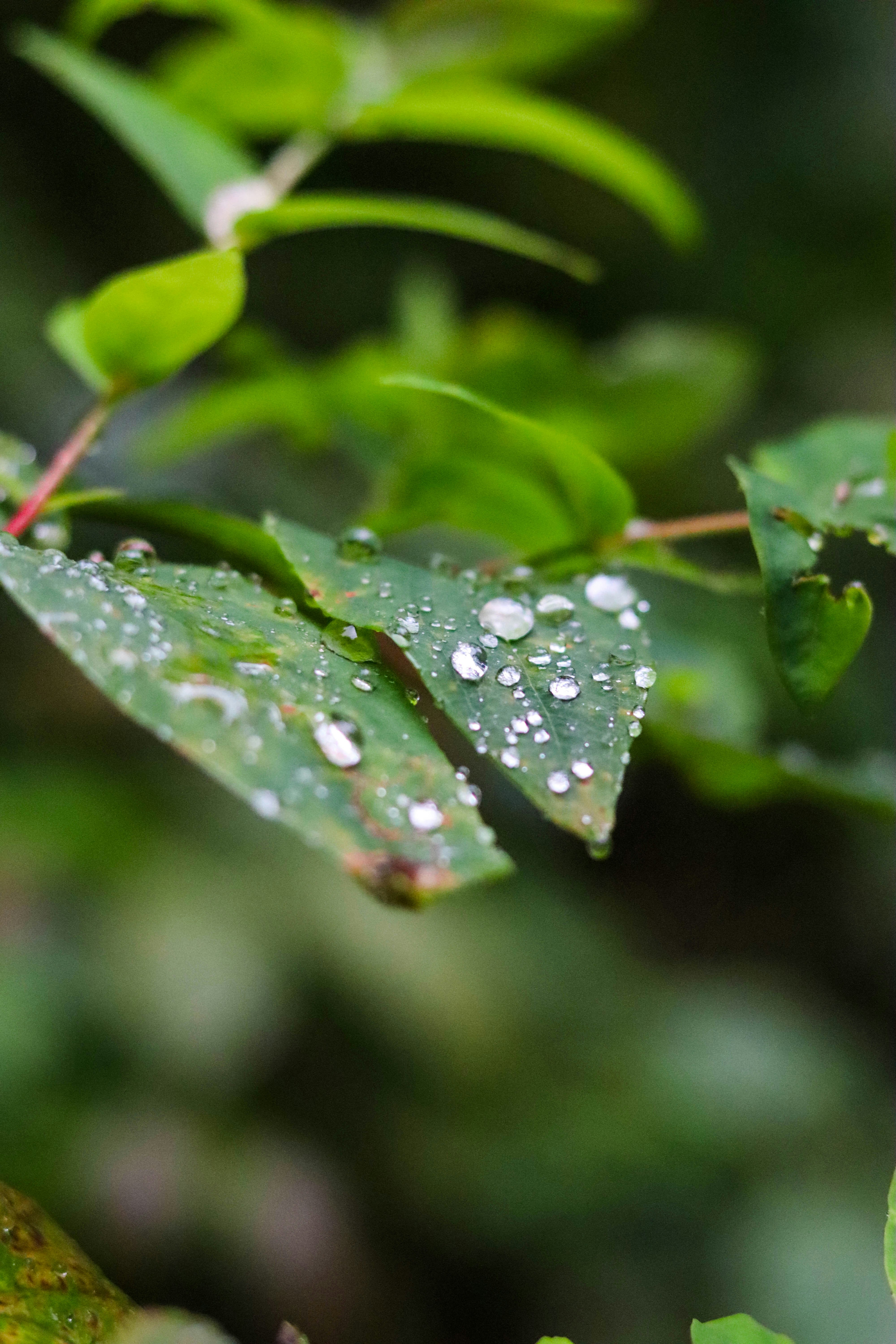 Raindrops glisten on vibrant green leaves, showcasing the beauty of nature's details.