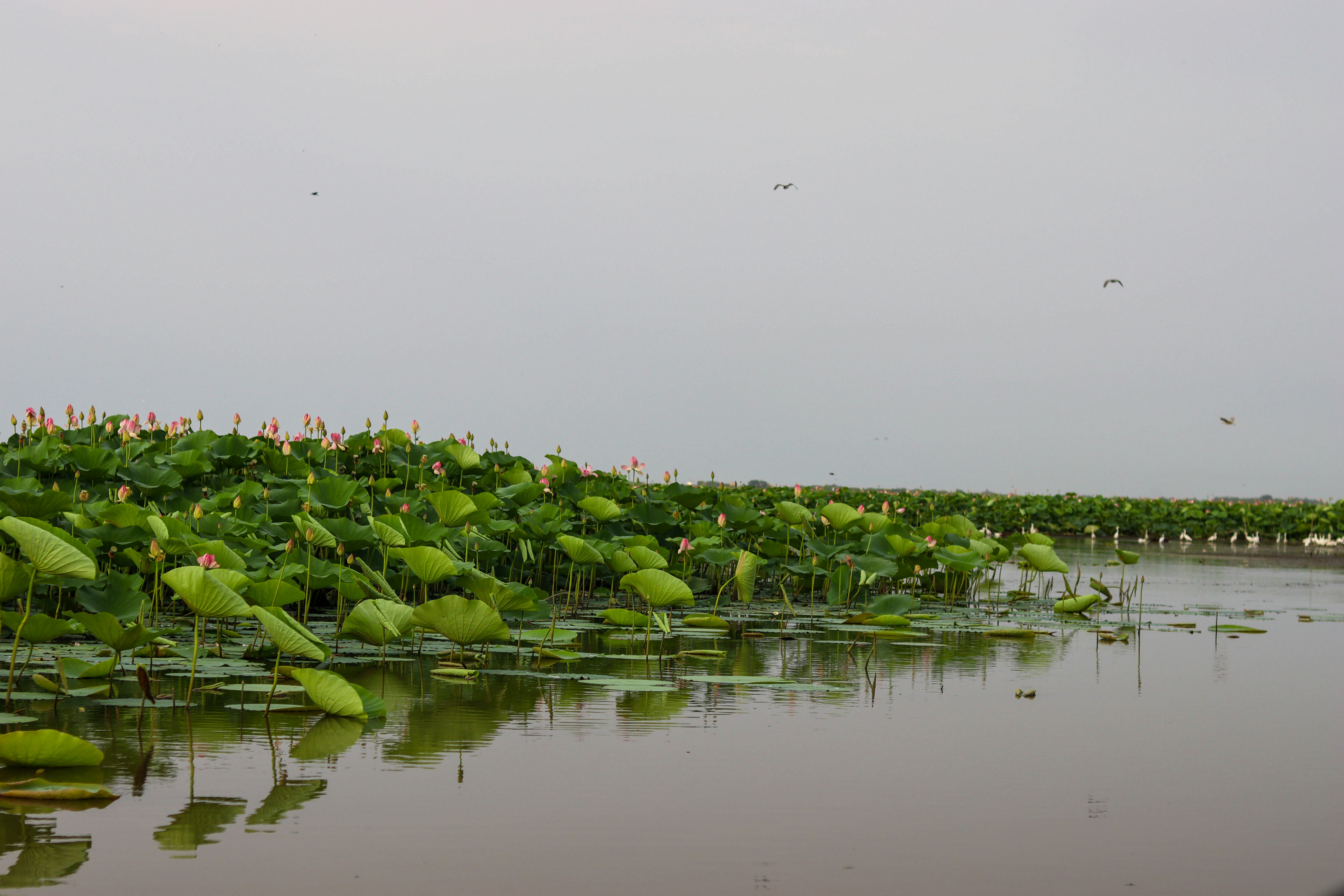 Lotus plants with delicate pink flowers float on still water, reflecting a tranquil sky. Birds can be seen in the distance, adding to the peaceful ambiance.