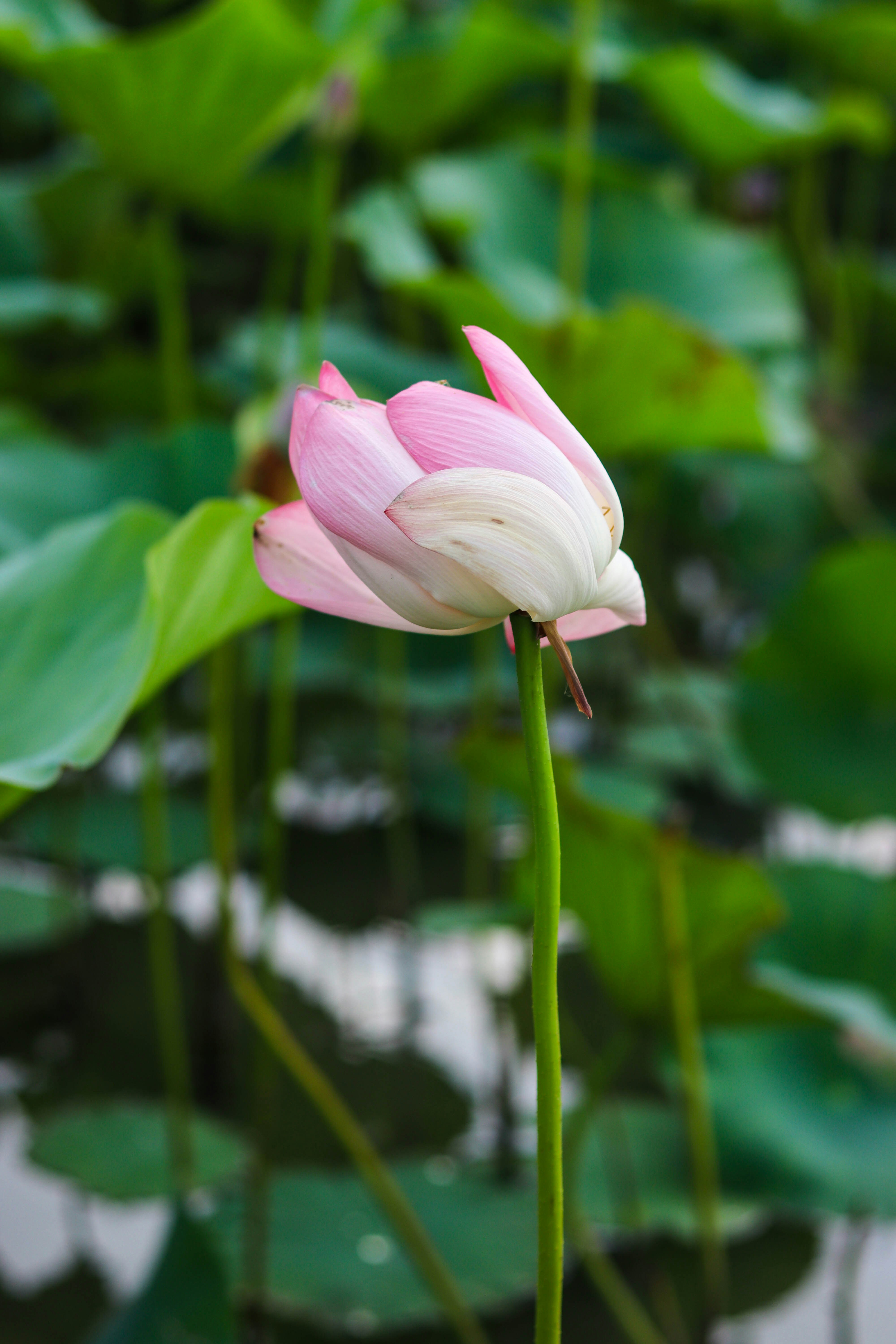 Elegance in Bloom: The Serene Lotus