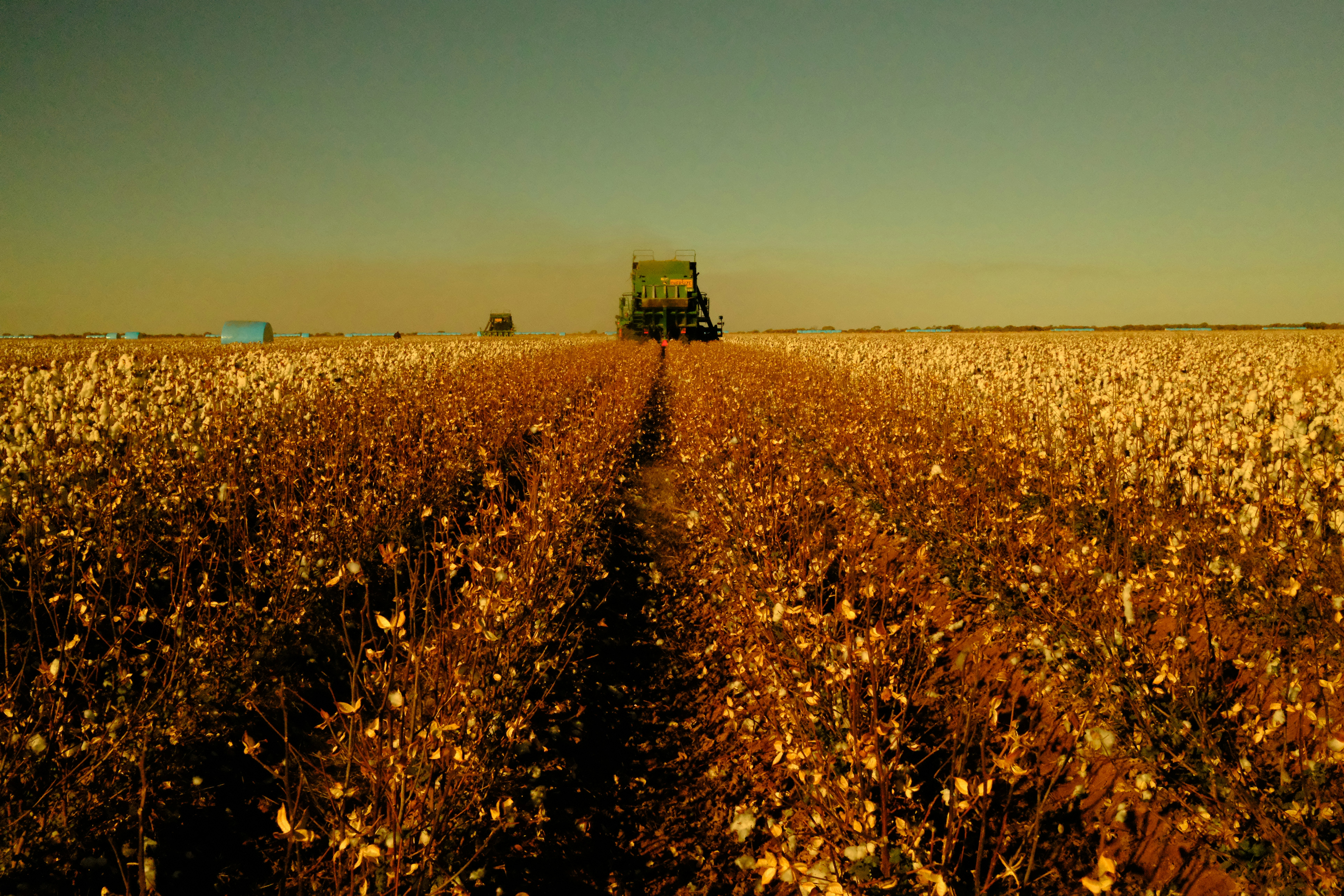 Harvesting Horizons: The Cotton Trail