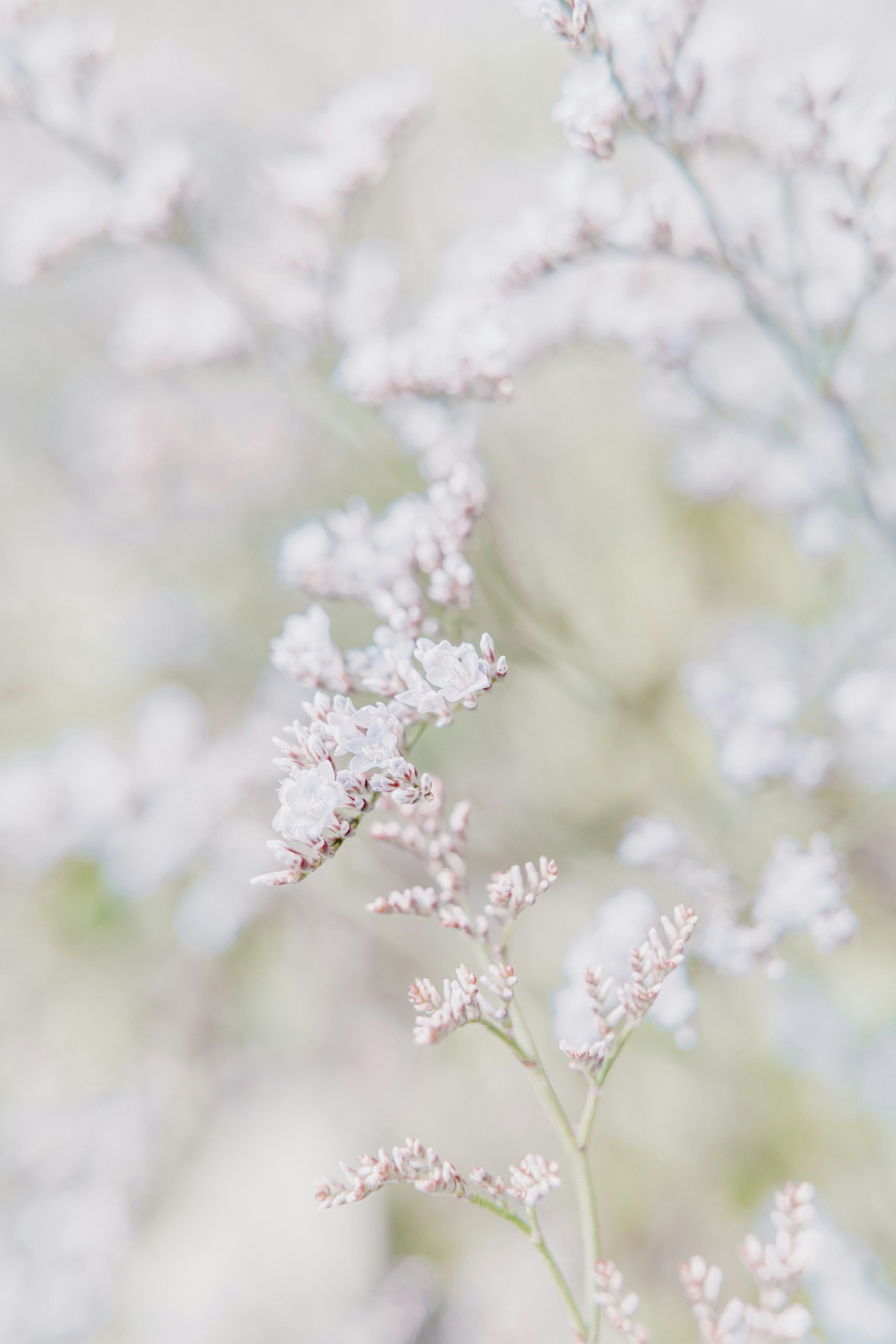 Delicate, light-colored flowers in soft focus.