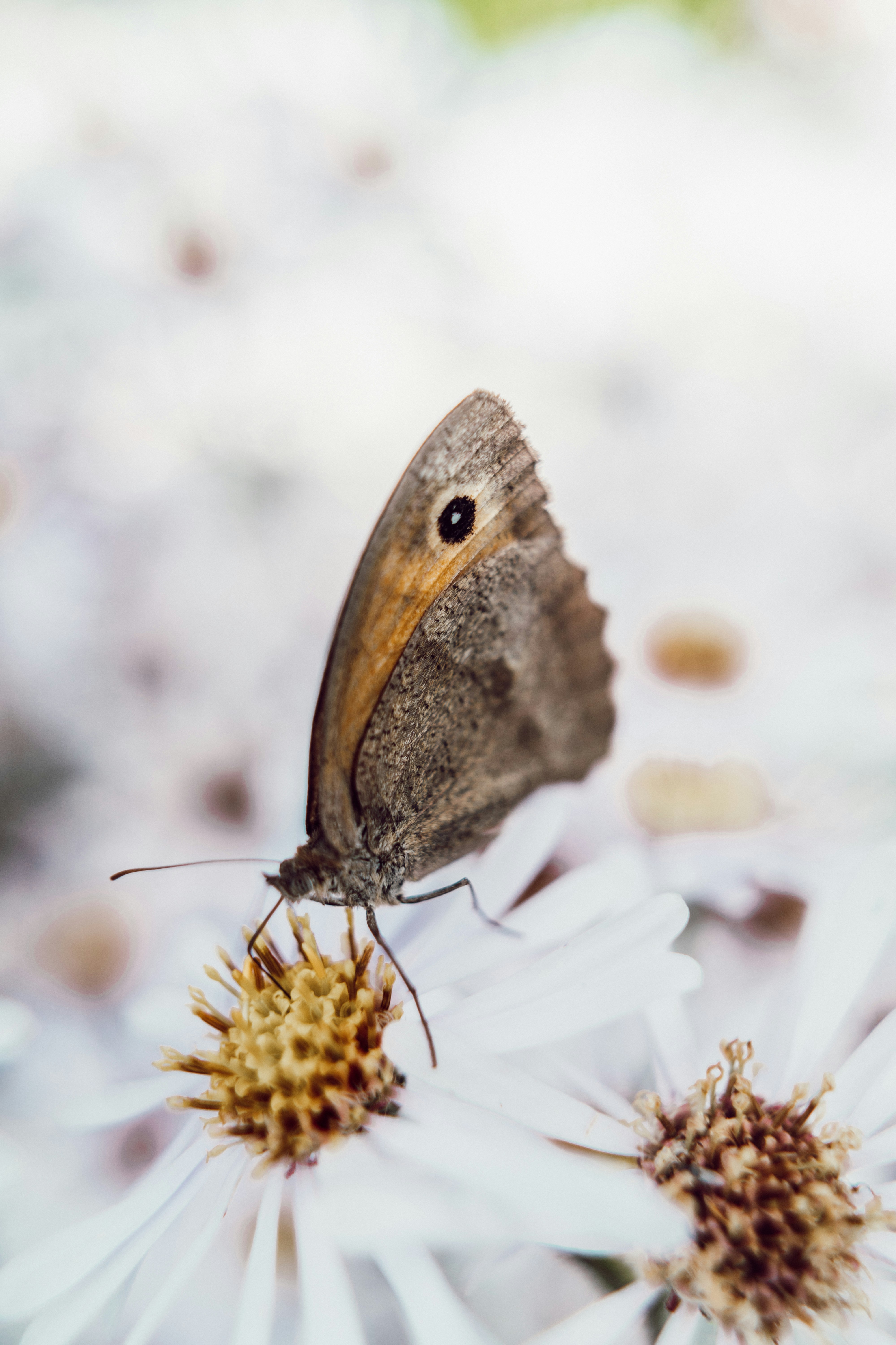 Whispers of Nature: The Butterfly's Embrace