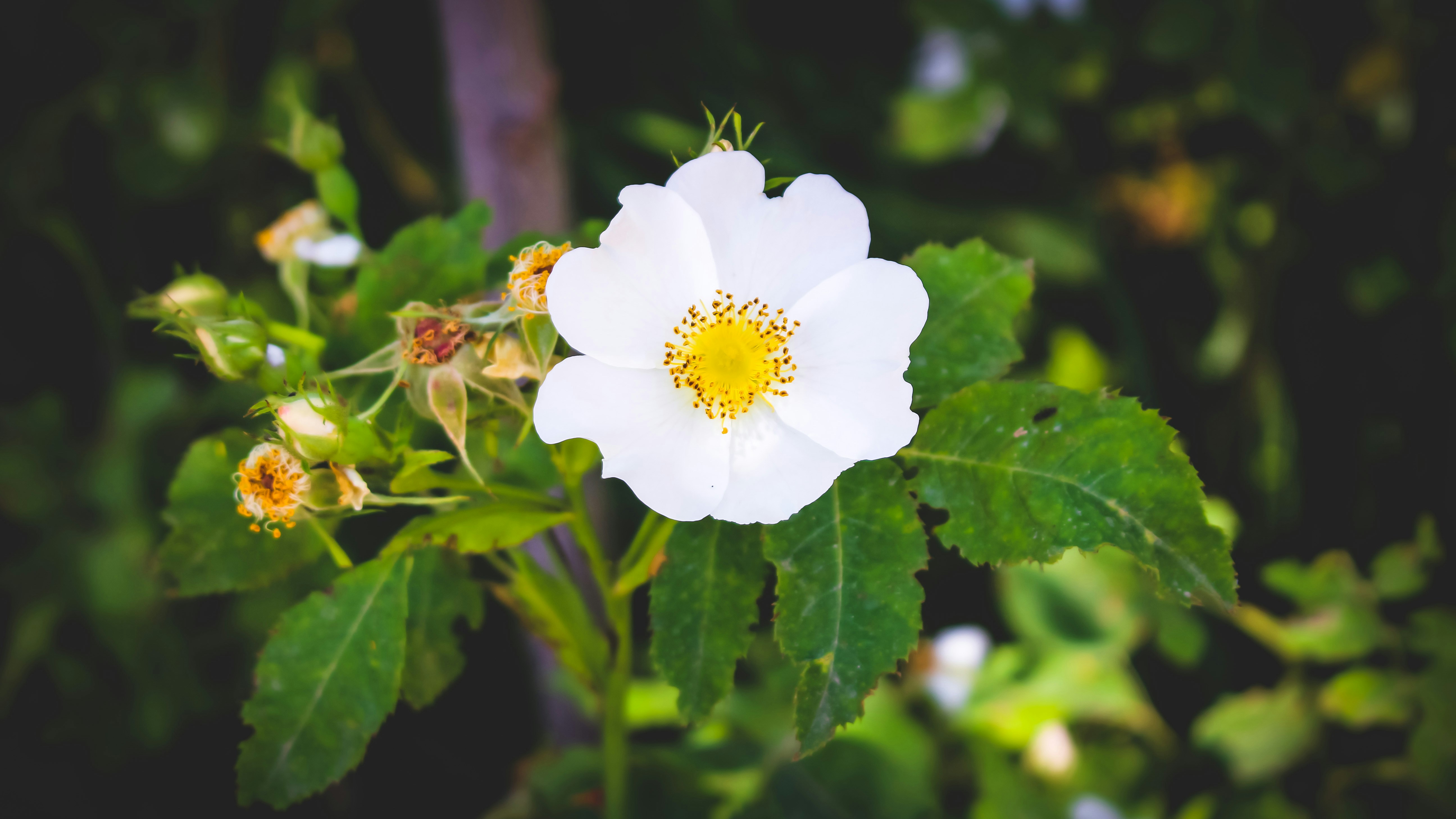 A white flower with a bright yellow center.