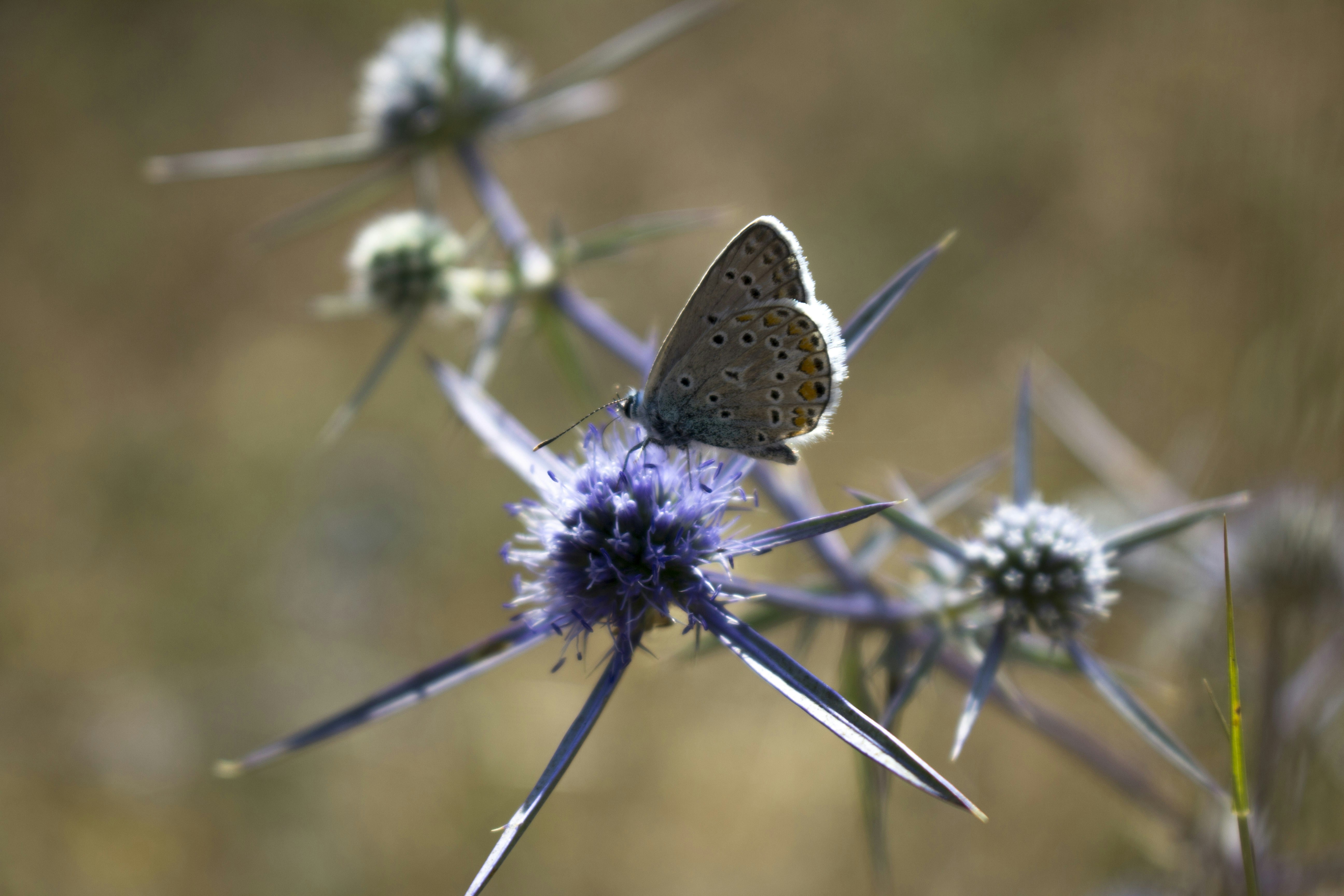 Winged Minute: A Blue Butterfly Perched on Thorny Crown