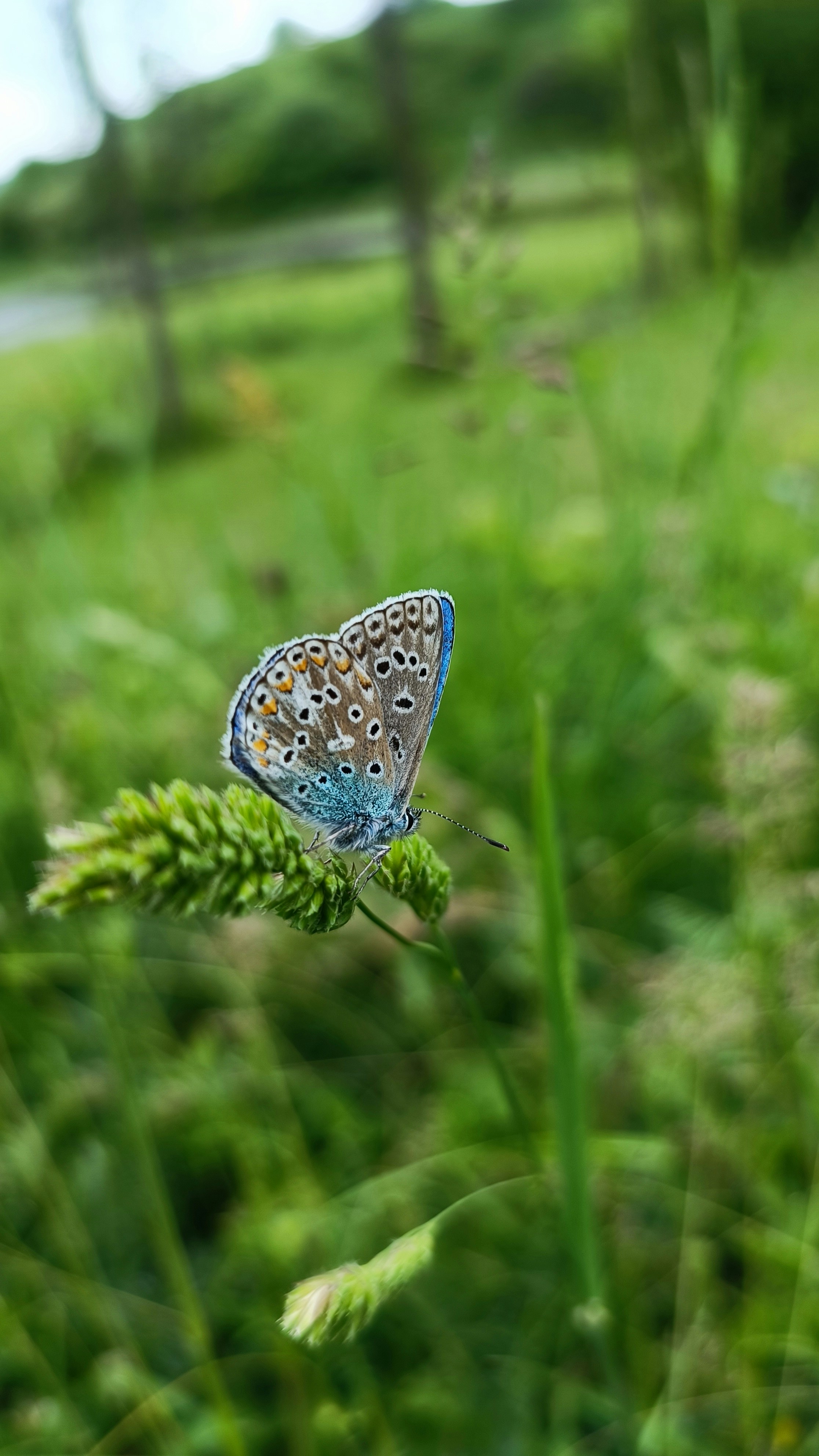 A blue butterfly sits on a green stem.