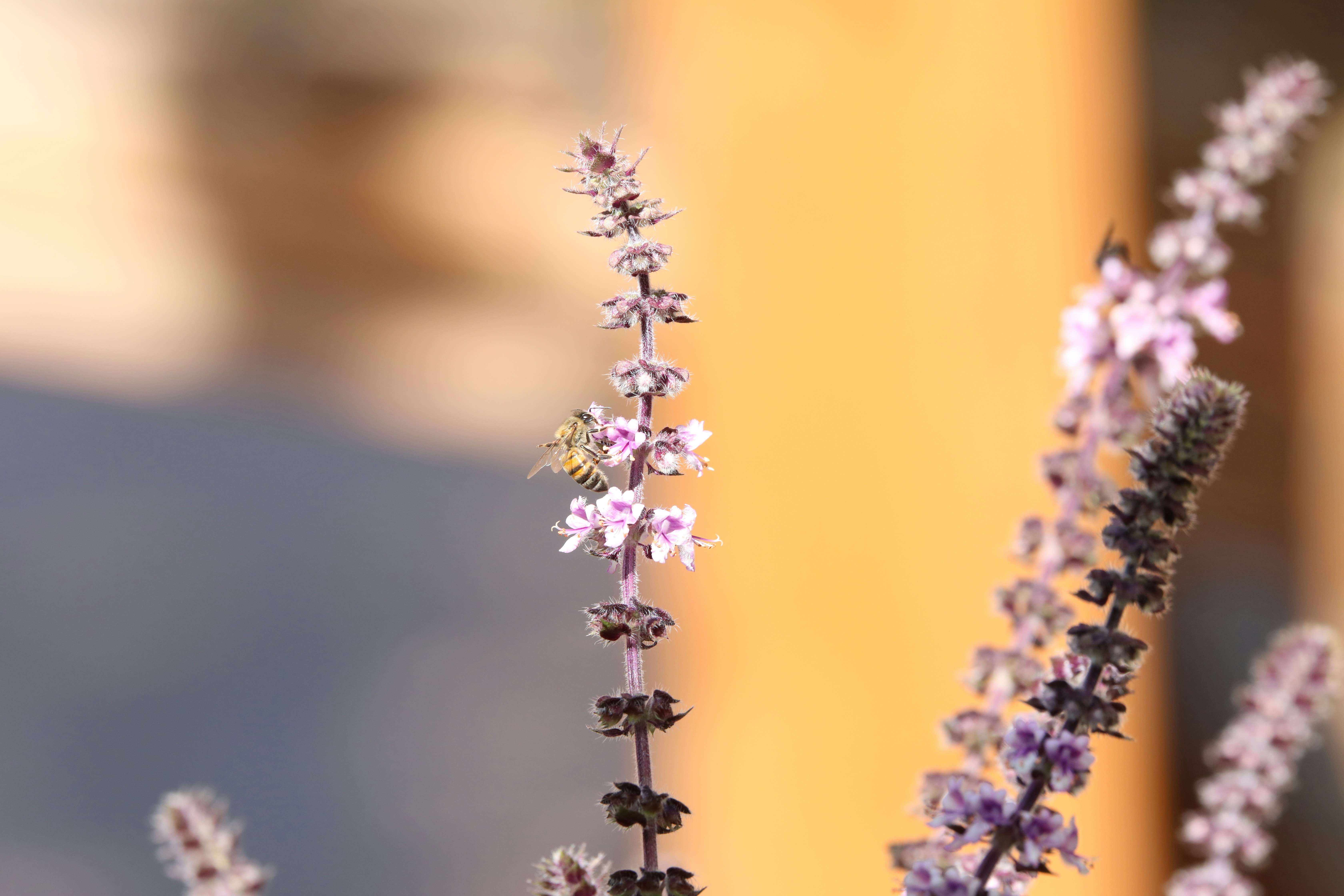 A bee delicately perched on a blooming flower, surrounded by soft hues of purple and a blurred background, emphasizing the intricate details of nature's pollinators.