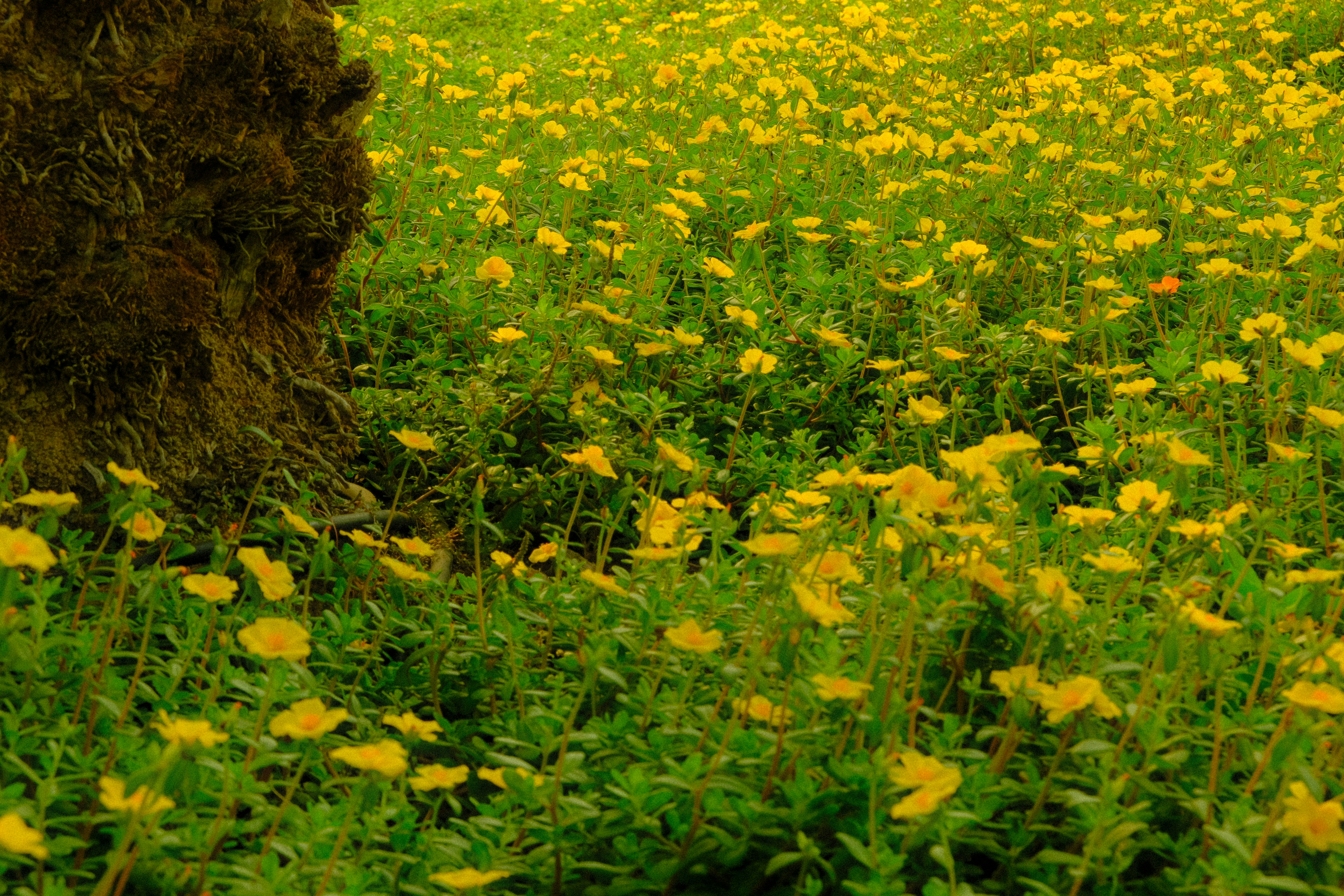 Yellow flowers bloom abundantly in a field.