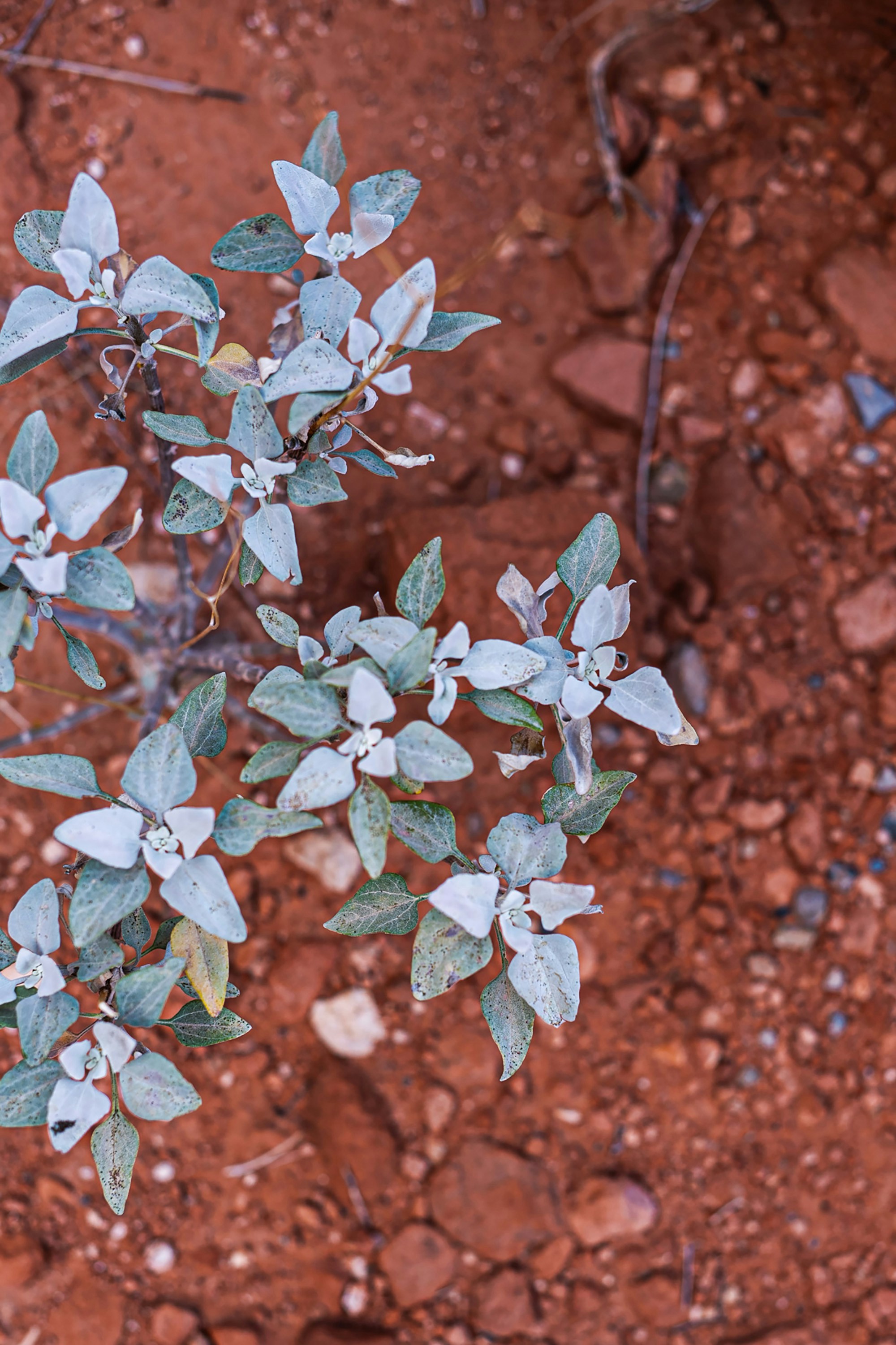 Plant with silvery leaves on red soil.