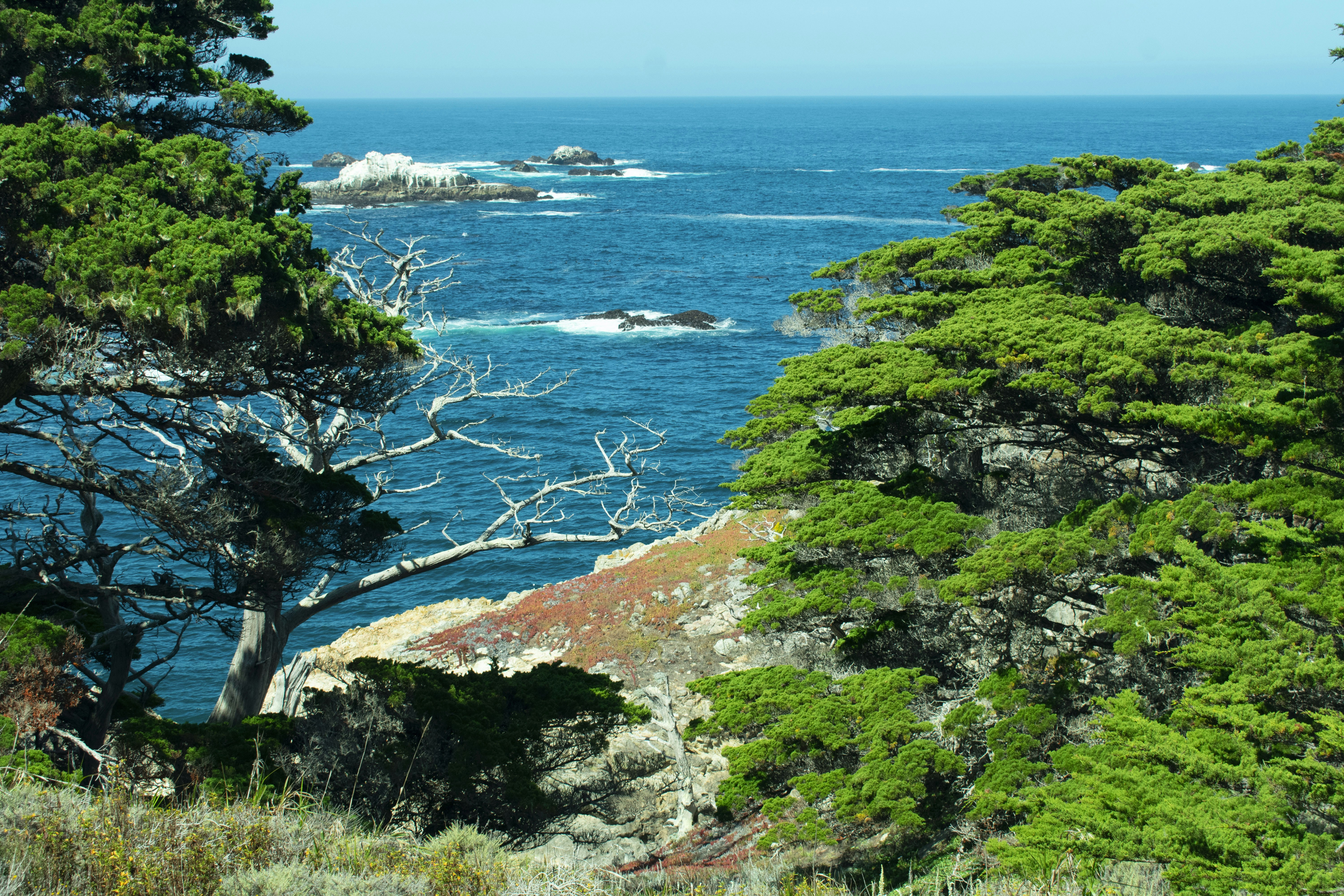 White Sentinel on a Windswept Cliff Overlooking a Cobalt Sea