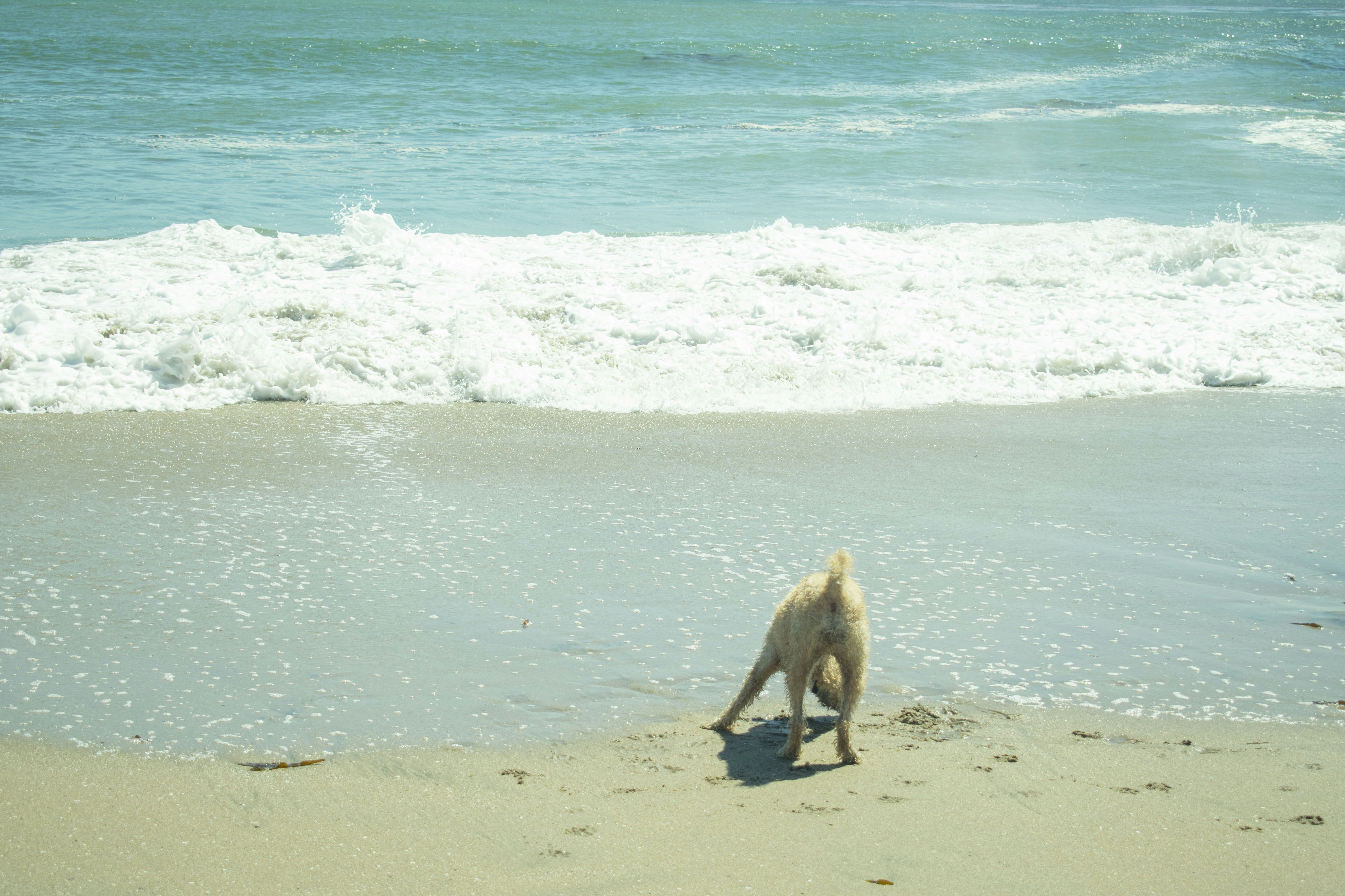 A dog plays on the beach.