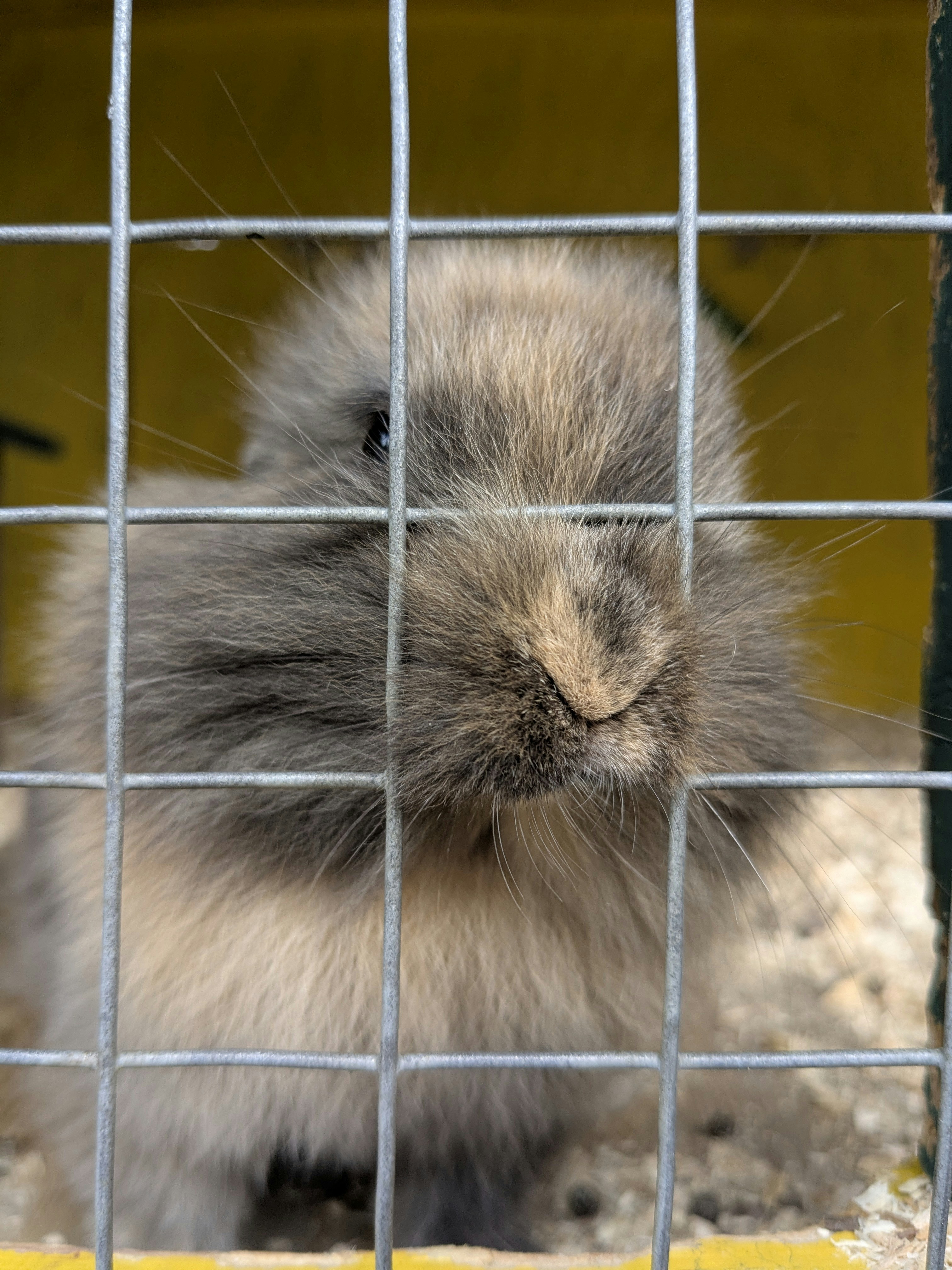 A Curious Critter Behind Bars