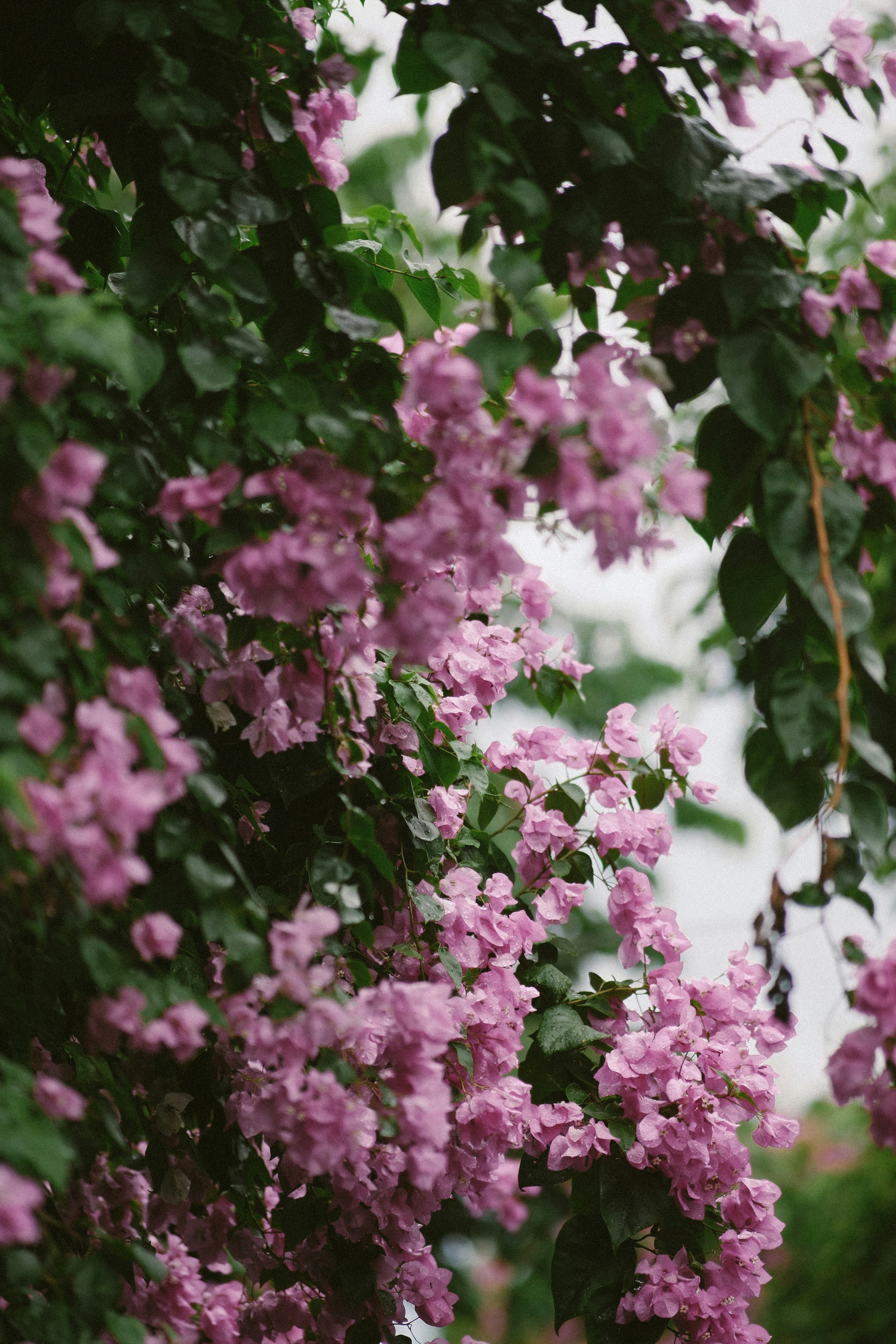 Pink flowers bloom among green leaves.