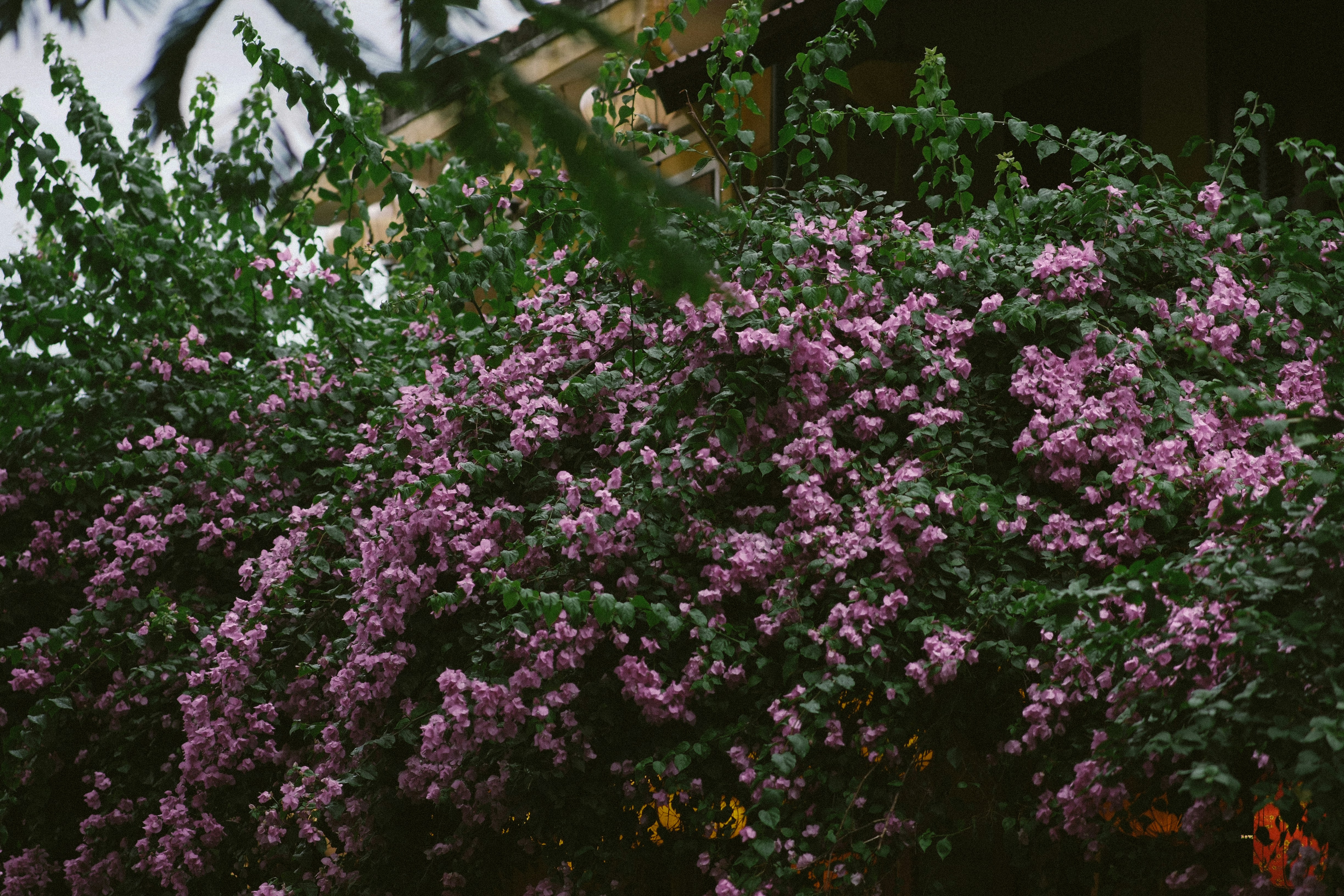 Bush of purple flowers and green leaves.