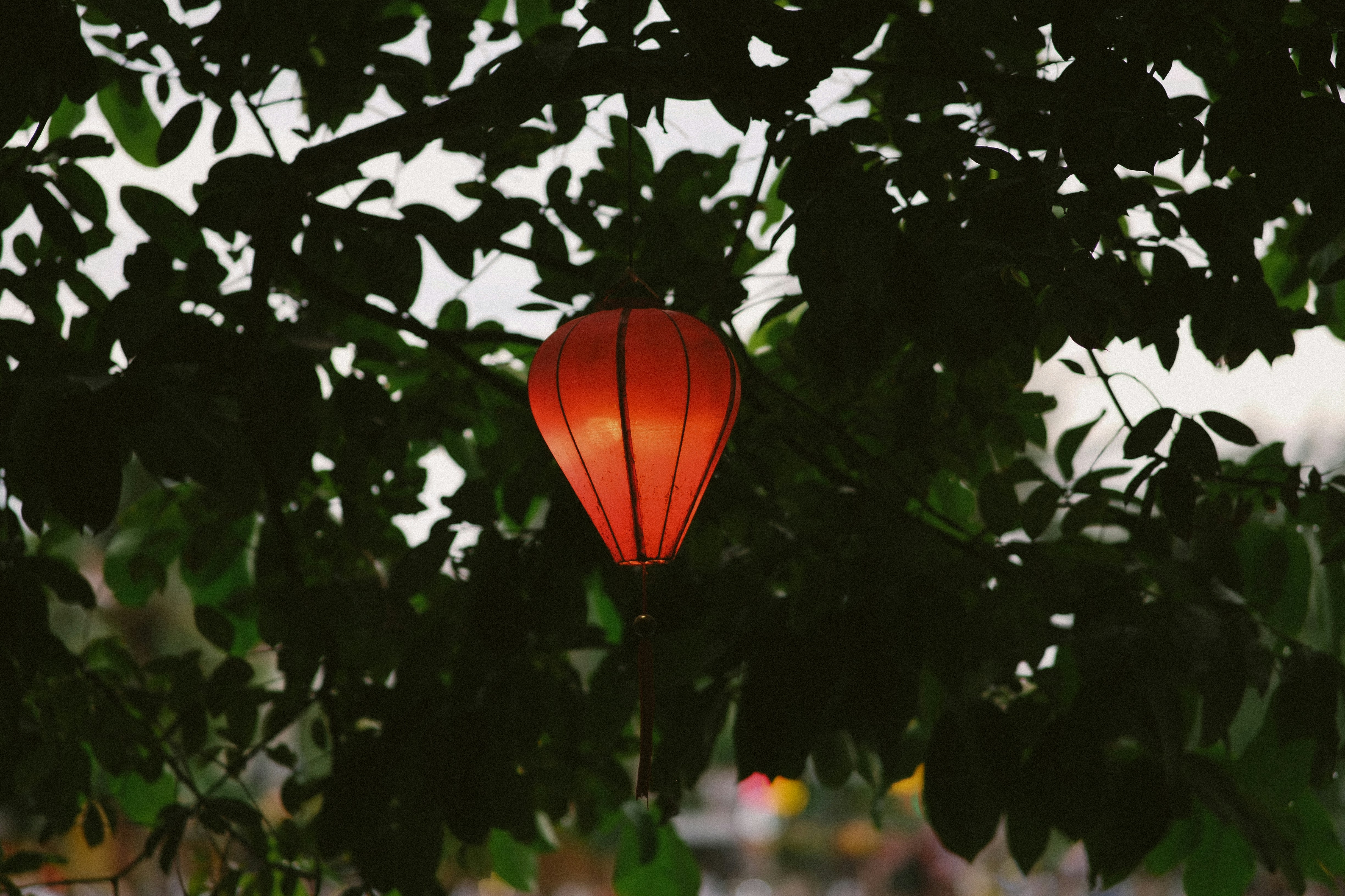 Illuminated Serenity: A Lantern's Glow Amidst Nature