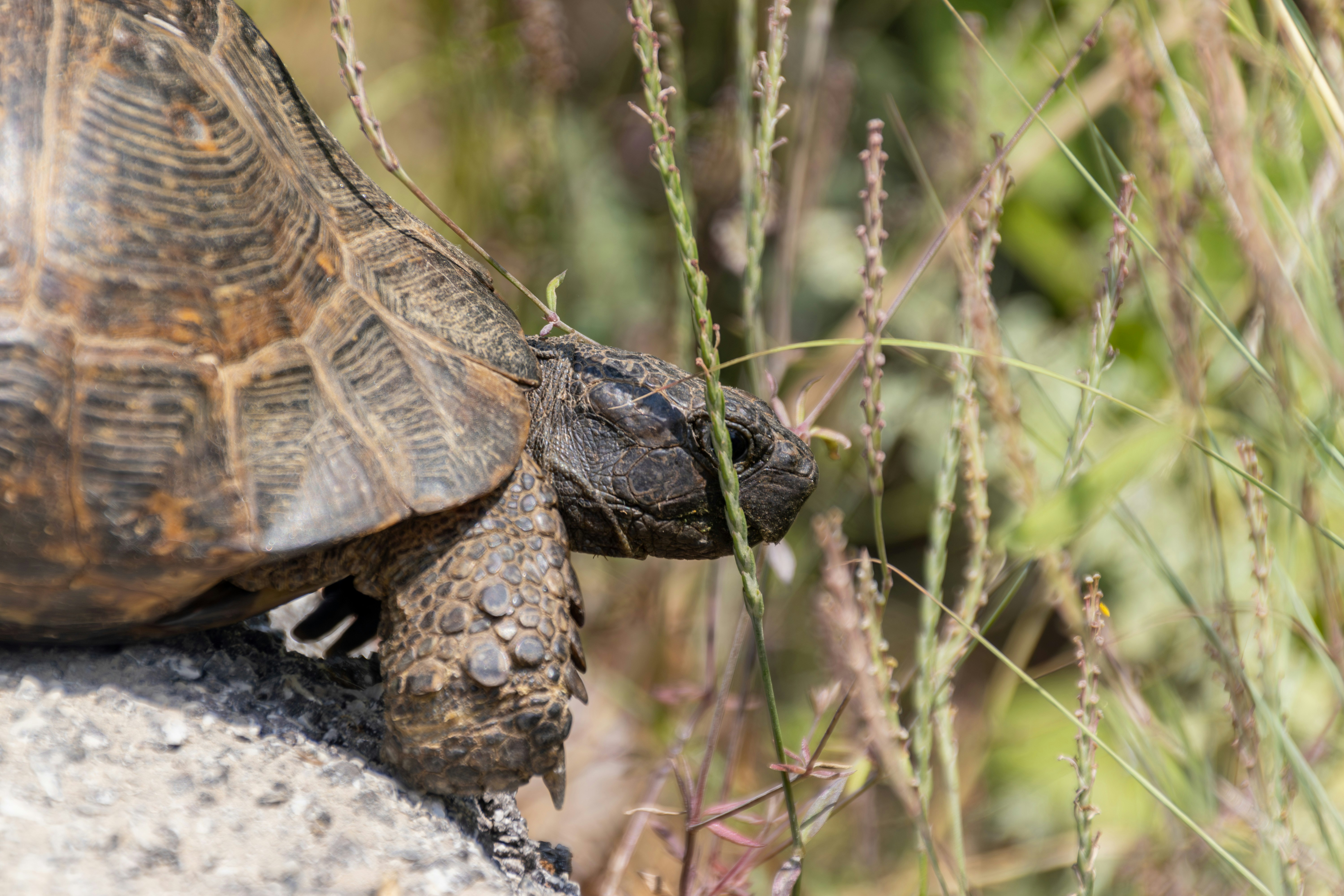 A tortoise resting on a rocky surface, surrounded by delicate grasses and foliage, showcasing its textured shell and serene demeanor.