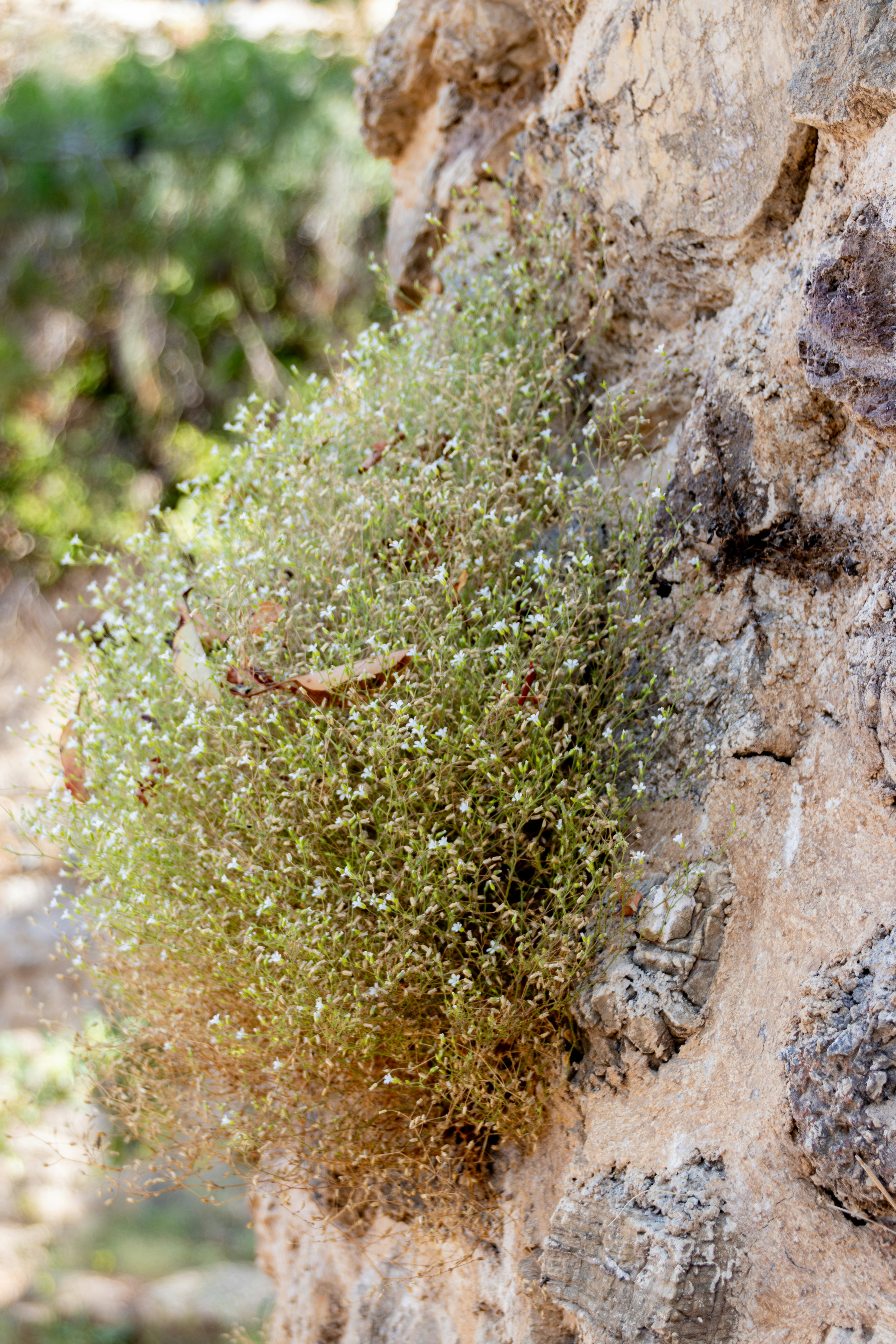 Nature's Resilience: Flora on Stone