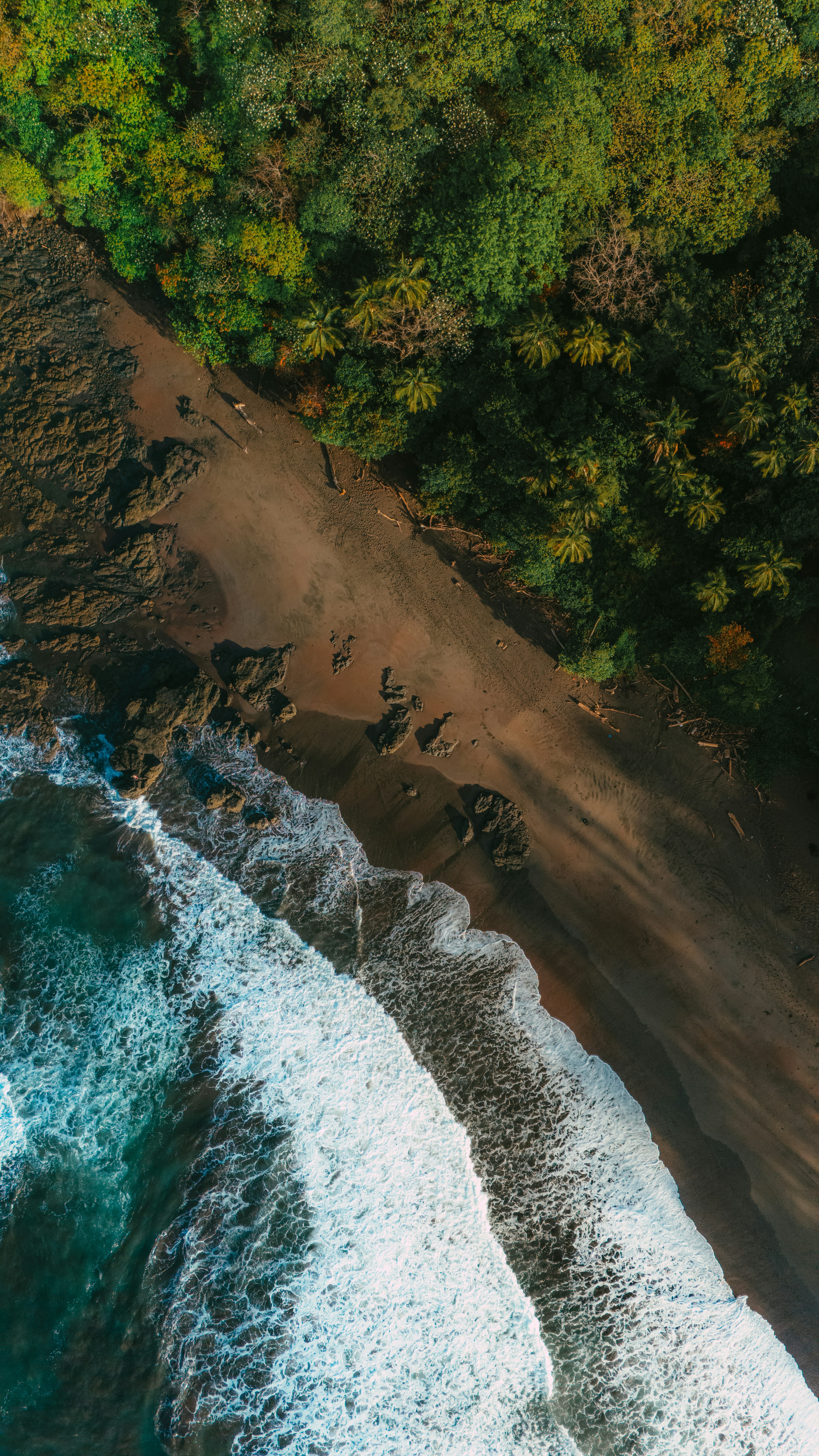 Aerial view of a rugged coastline where lush greenery meets the crashing waves of the ocean. The sandy beach is dotted with driftwood and rocky formations.