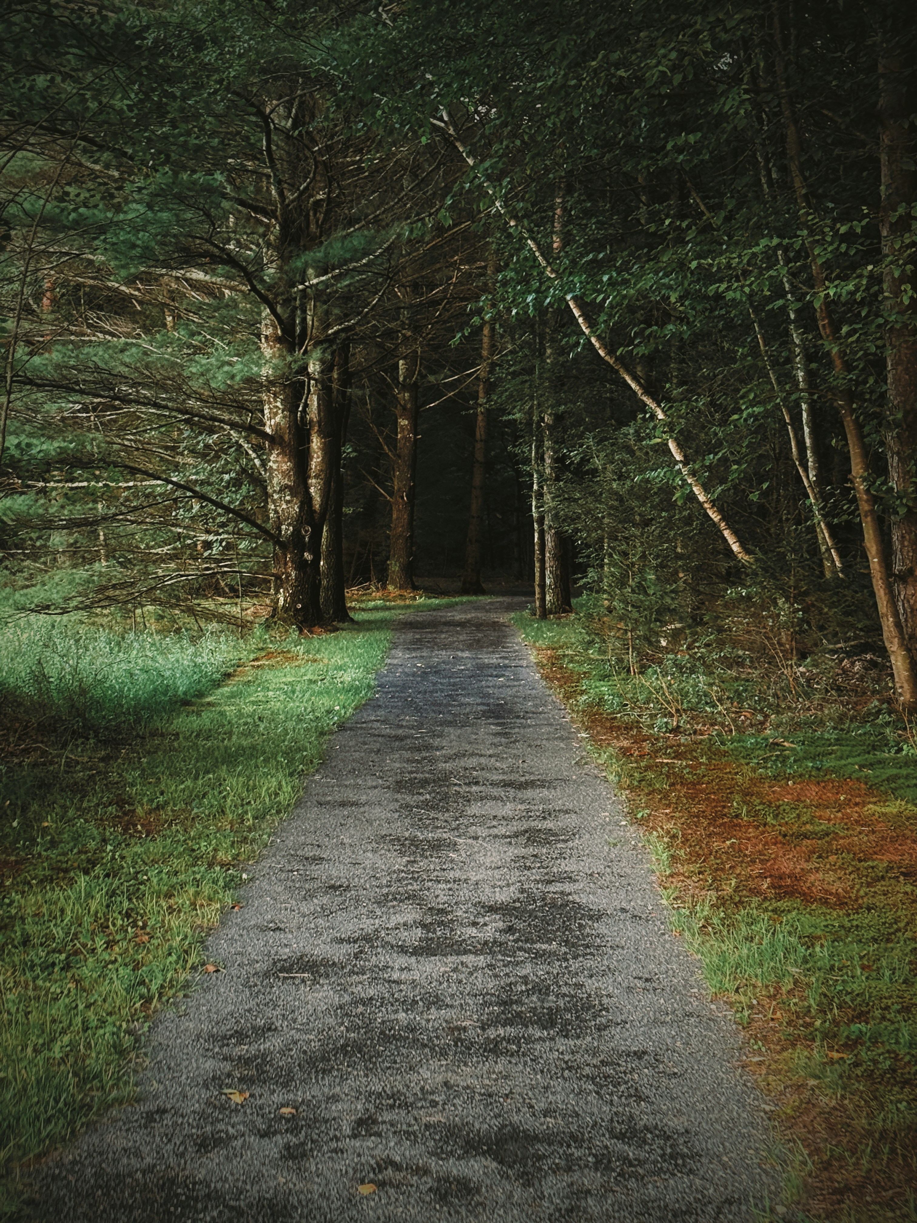 Created with RNI Films app. Profile 'Agfa Optima 200 Warm' | A path through the forest leads into darkness.