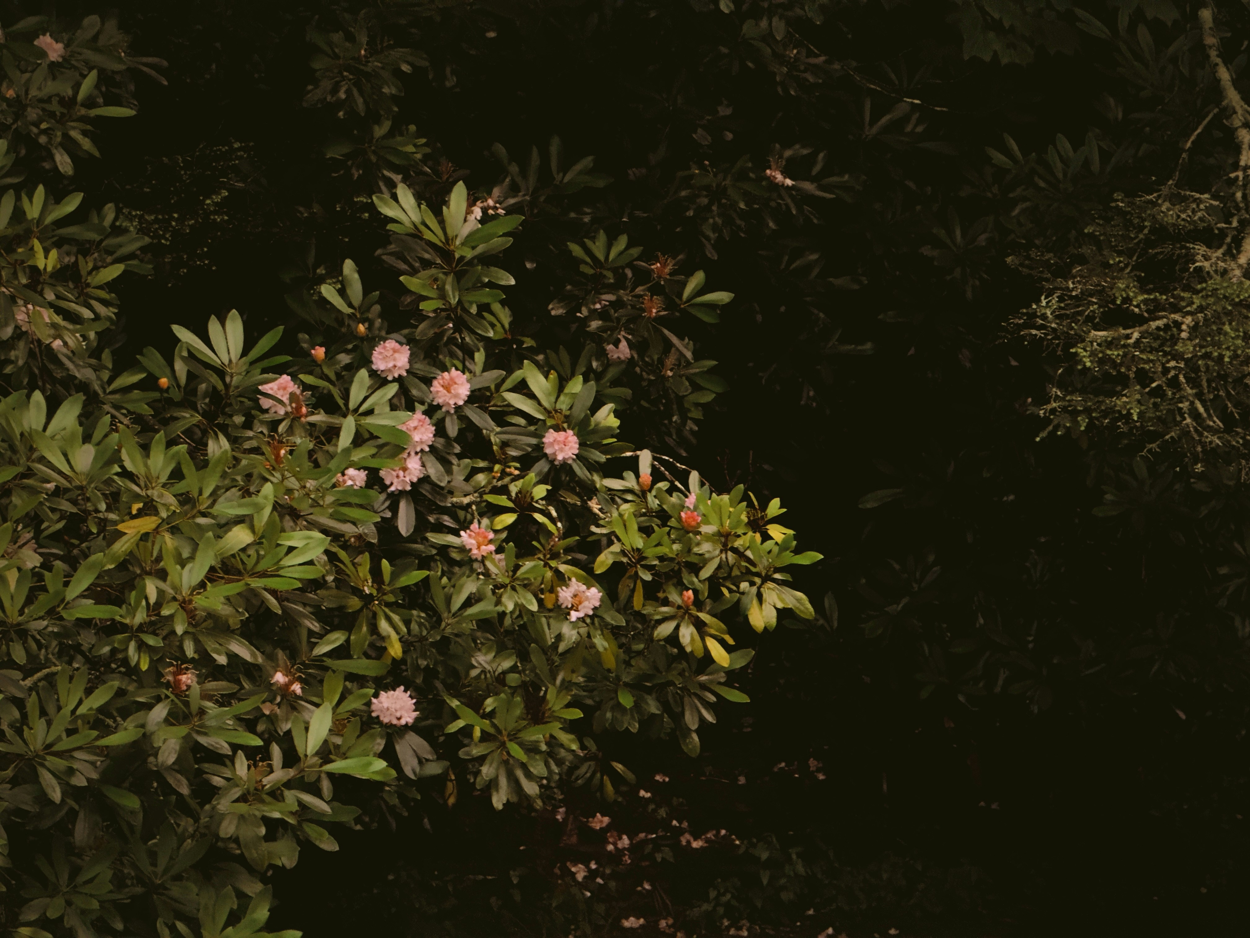 Created with RNI Films app. Profile 'Agfa Optima 200 Warm' | Pink flowers bloom on a leafy bush.