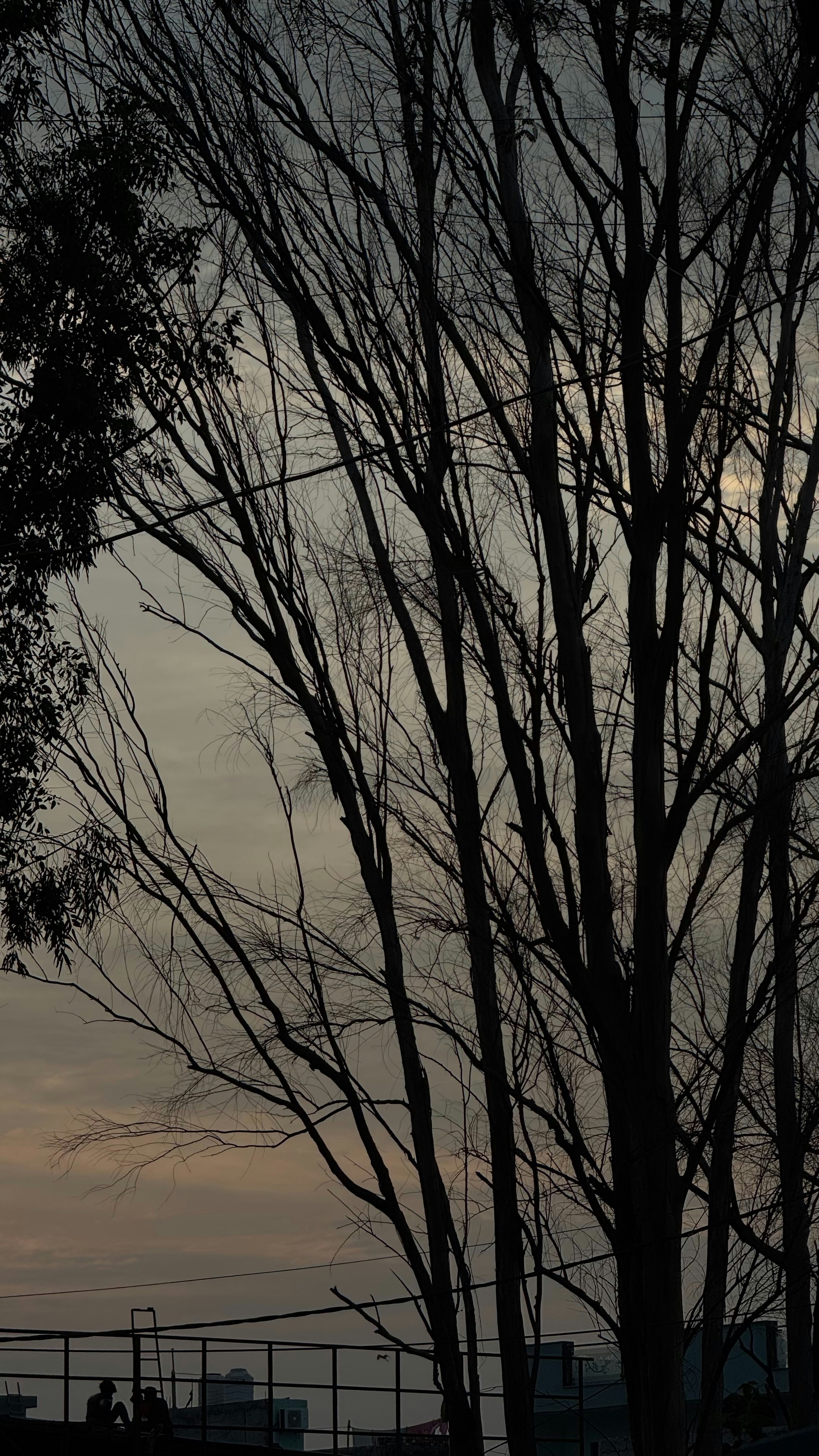 Bare branches intertwine against a softly lit sky, creating a striking contrast of nature and urban life. The scene evokes a sense of calm at dusk.