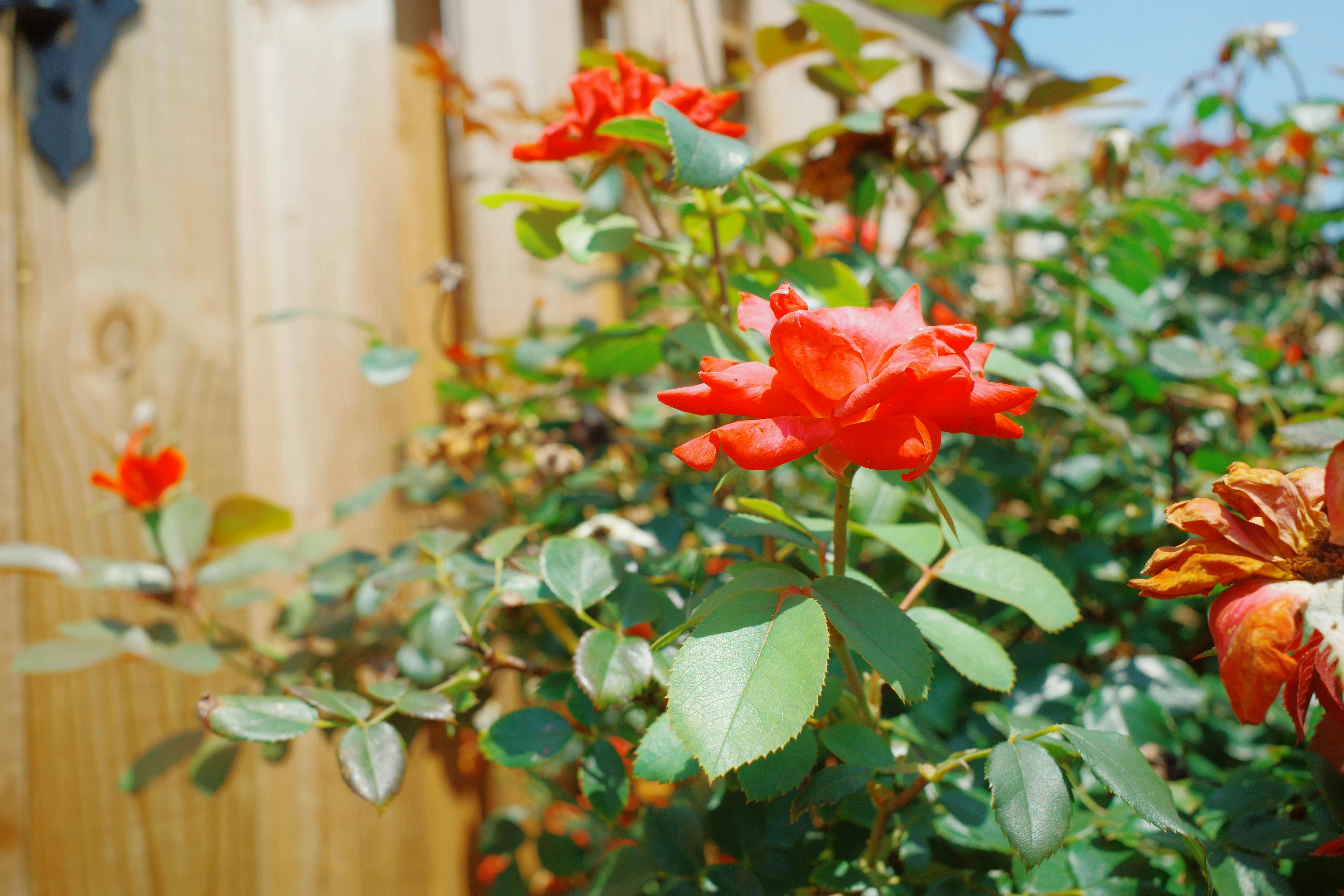 Vibrant Blossoms Amidst Rustic Charm