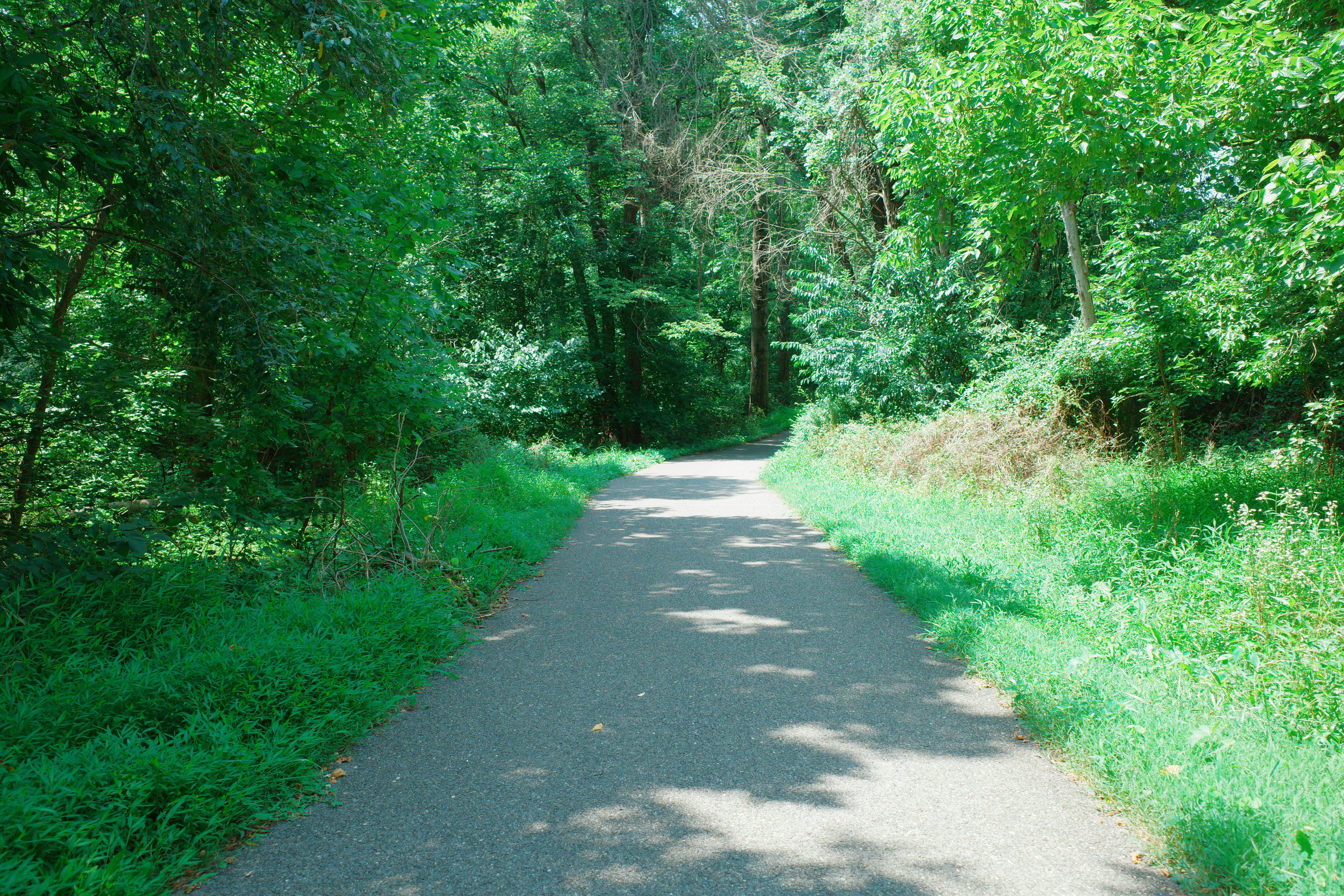 summer woods with vibrant green leaves on a trail | A paved path leads through a lush, green forest.