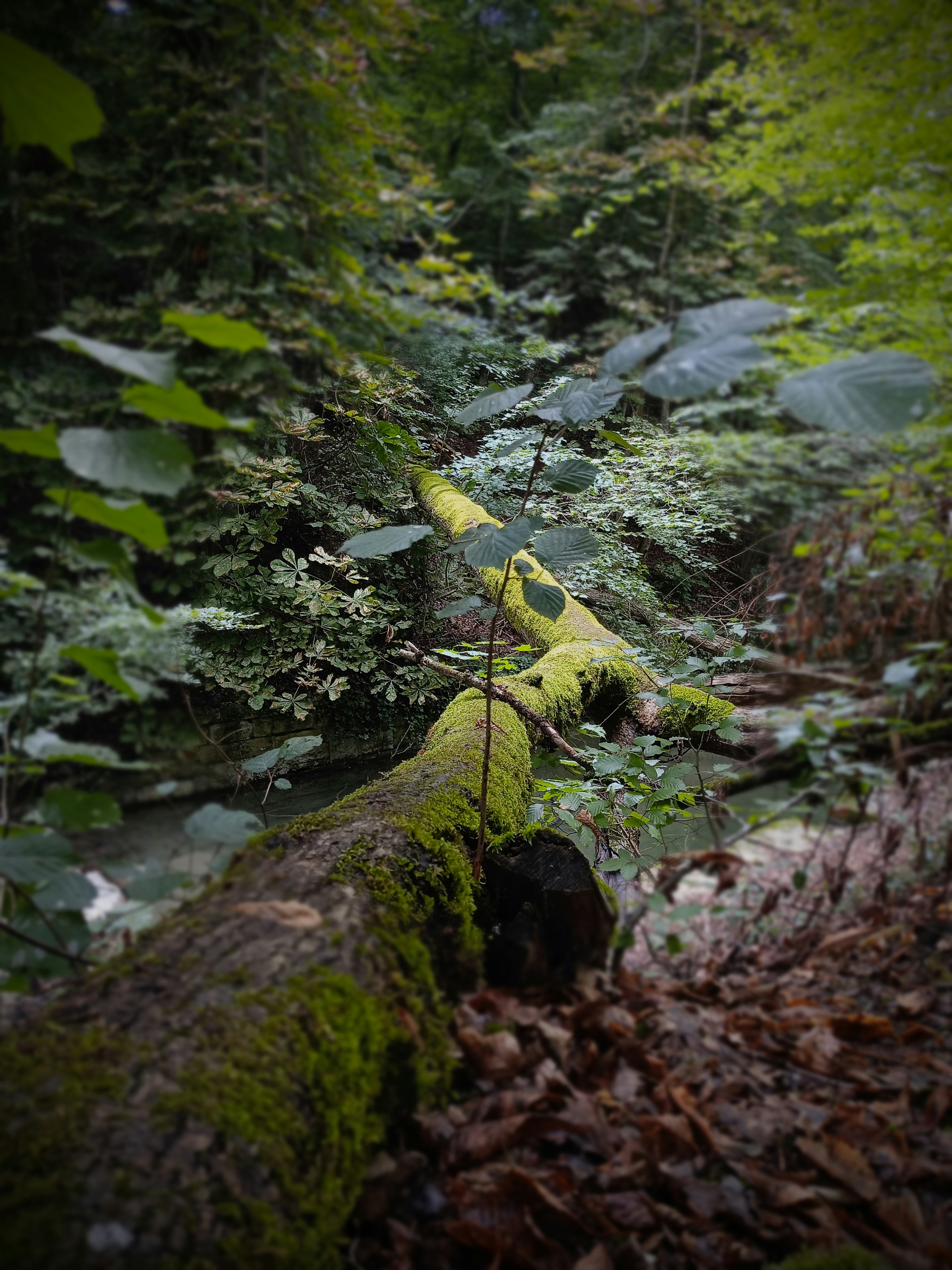 Mossy logs lie in a lush forest.
