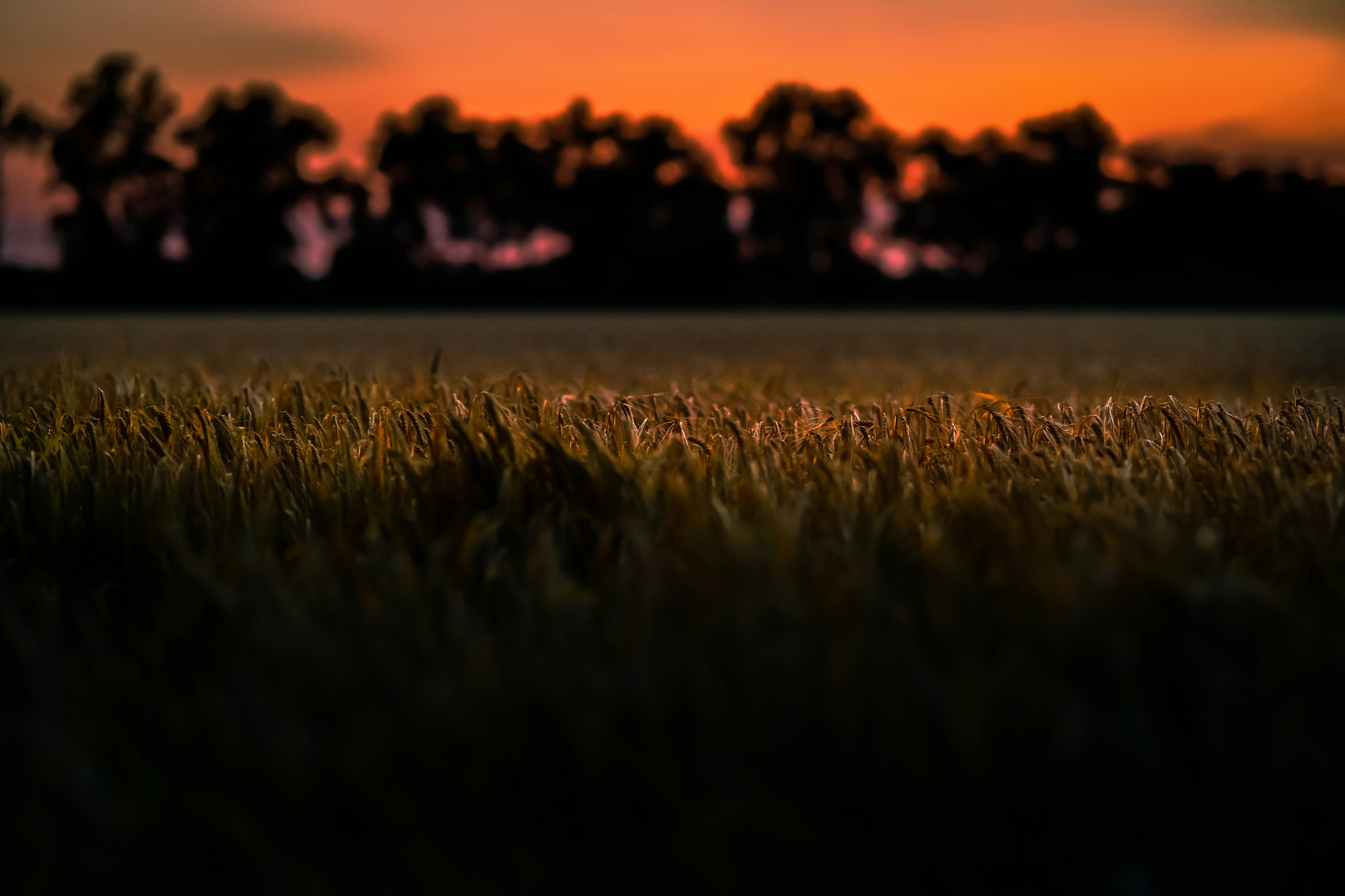 Wheat field at sunset.