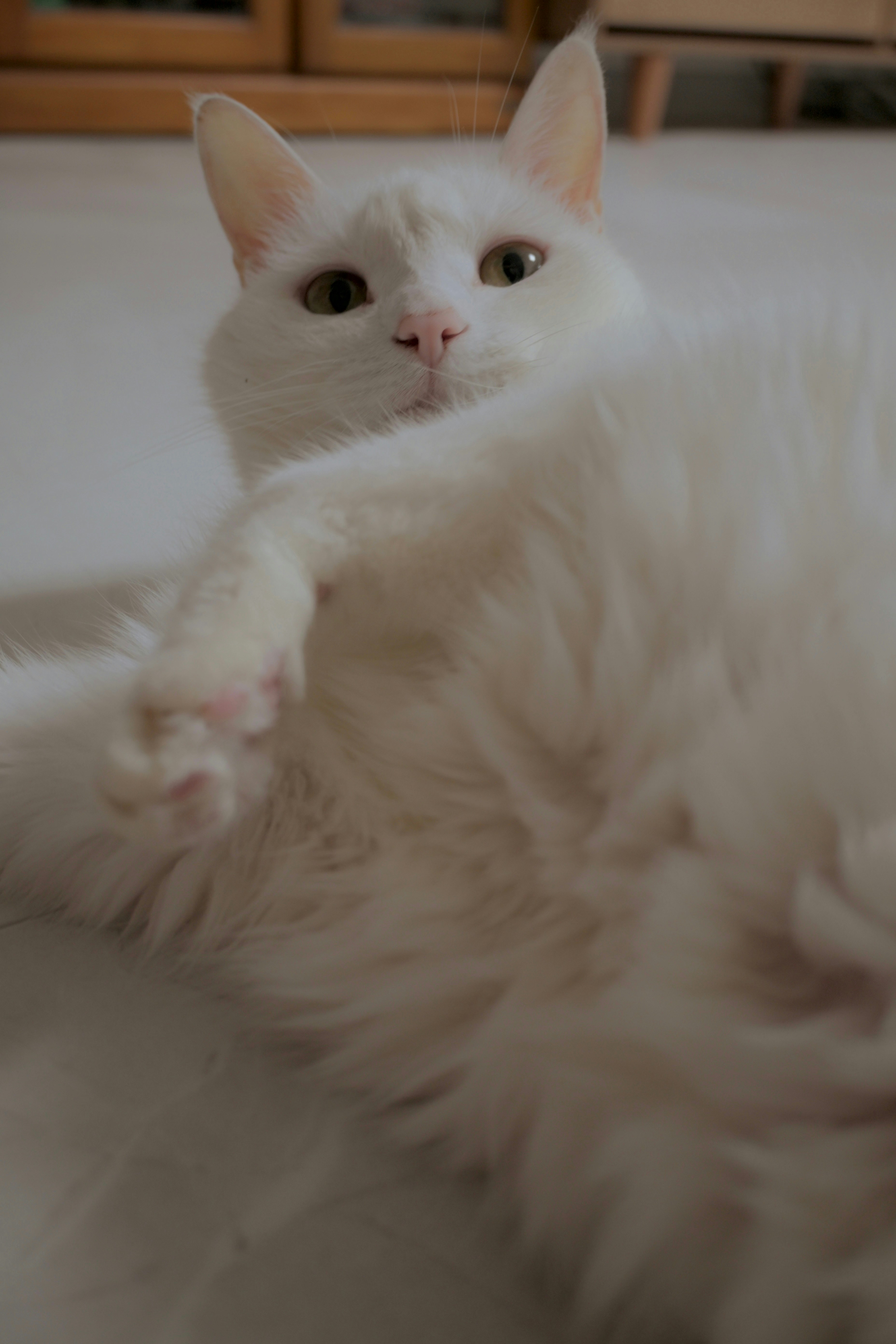 Whiskered Wonder: A Cozy Moment of Feline Serenity
