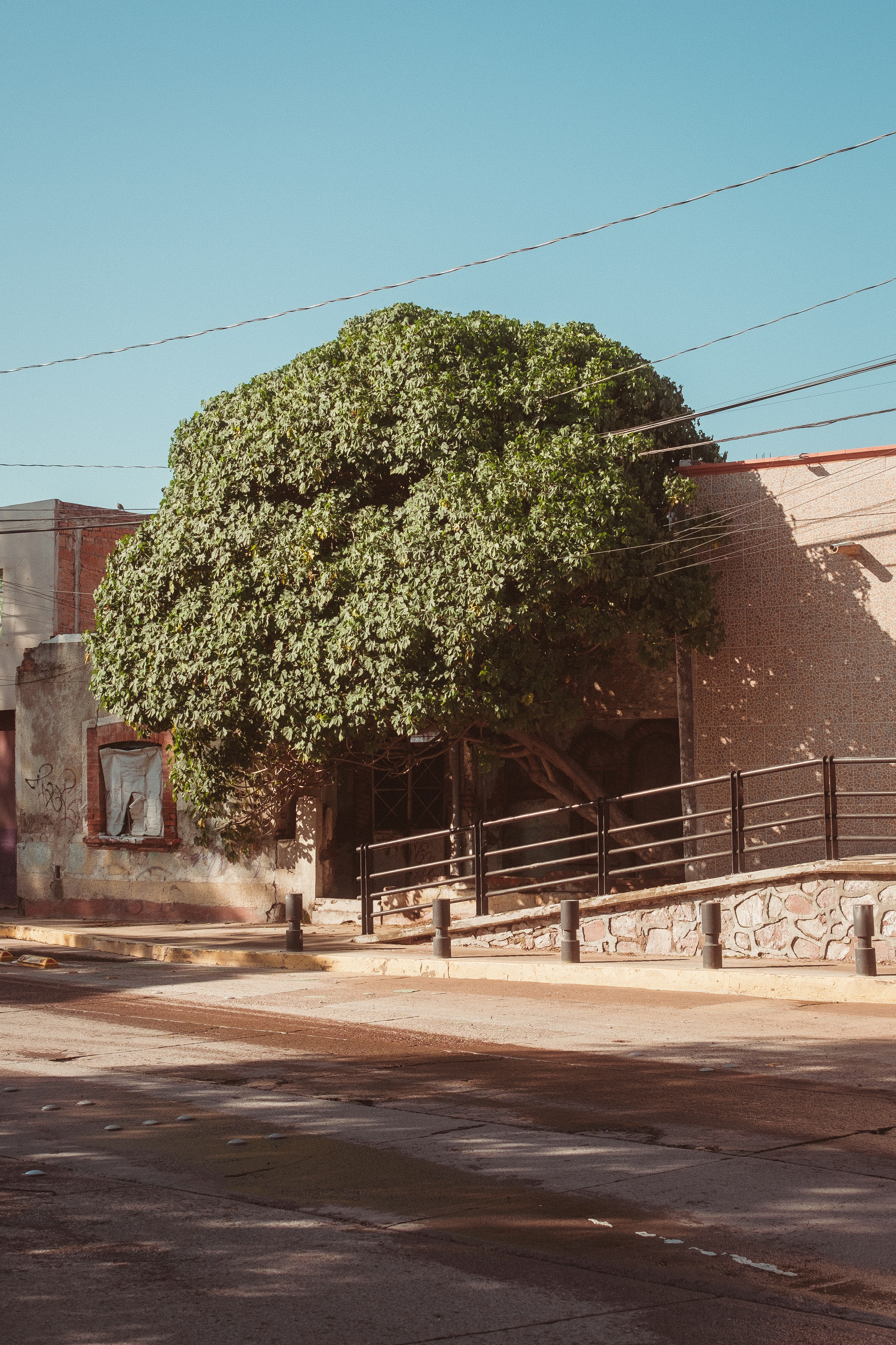 A lush tree greets a dusty street.