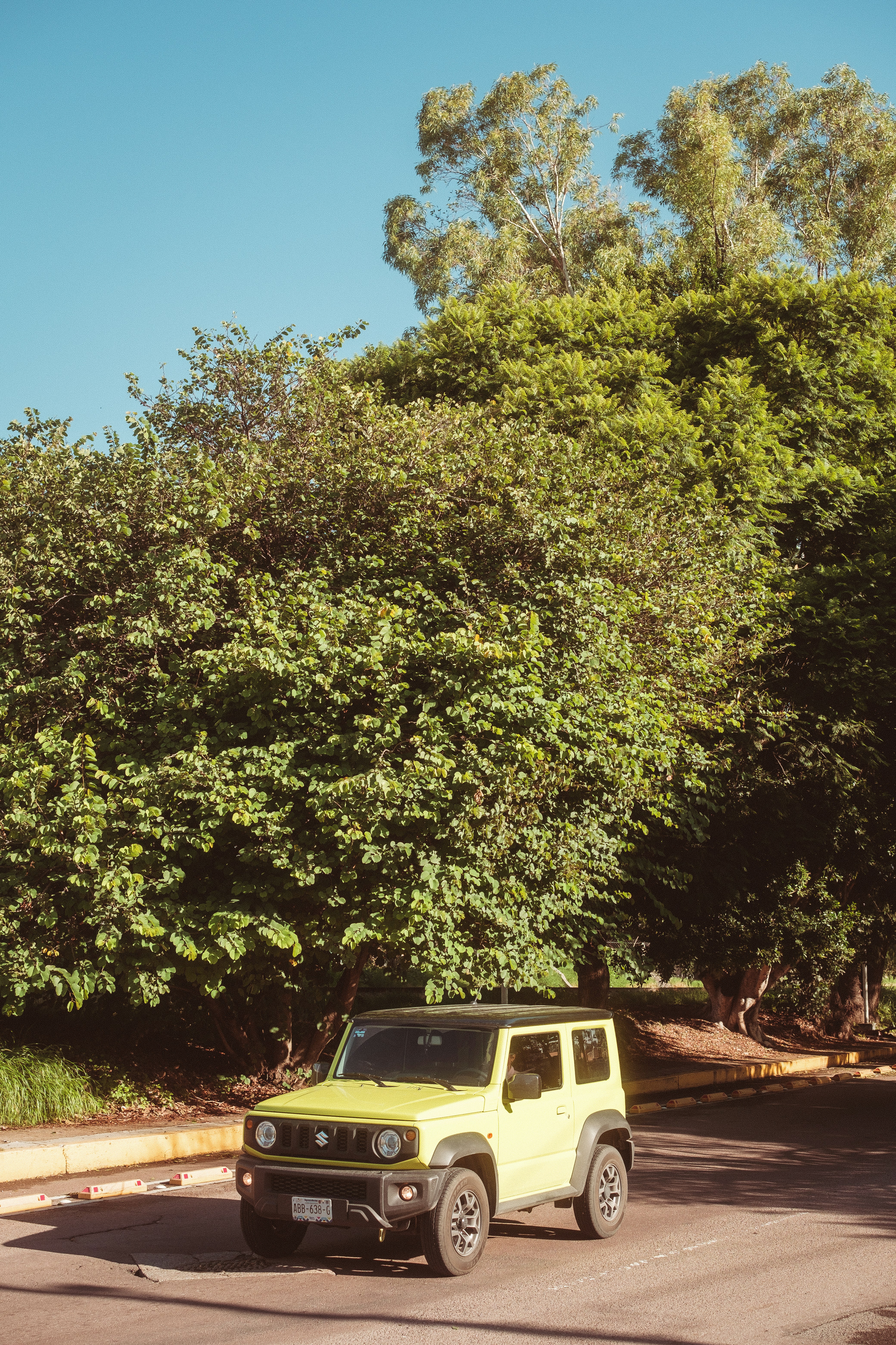The Vibrant Explorer Amidst Nature's Canopy