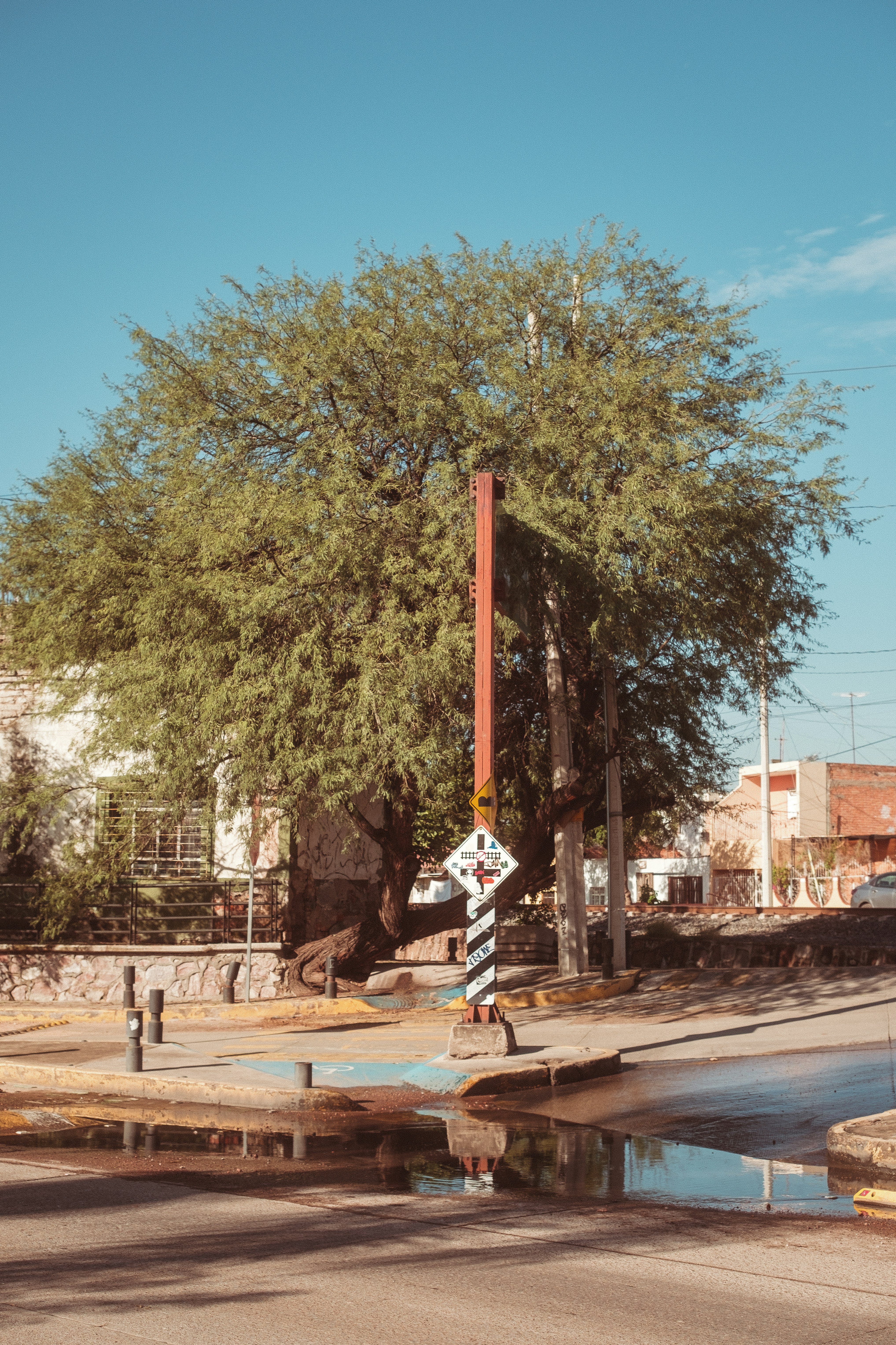 Train crossing sign in front of a tree.